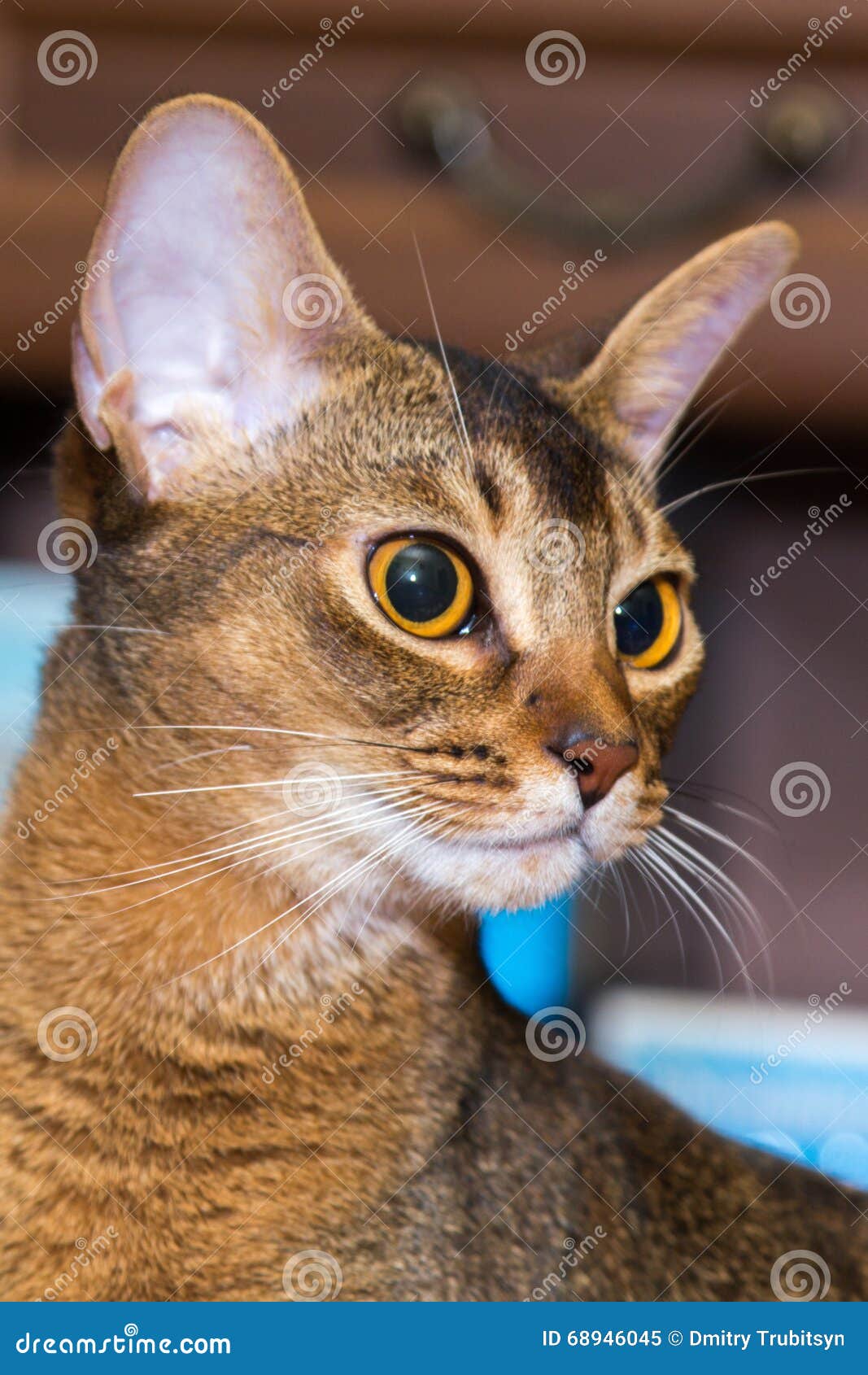 Red Abyssinian cat face stock image. Image of kitten - 68946045