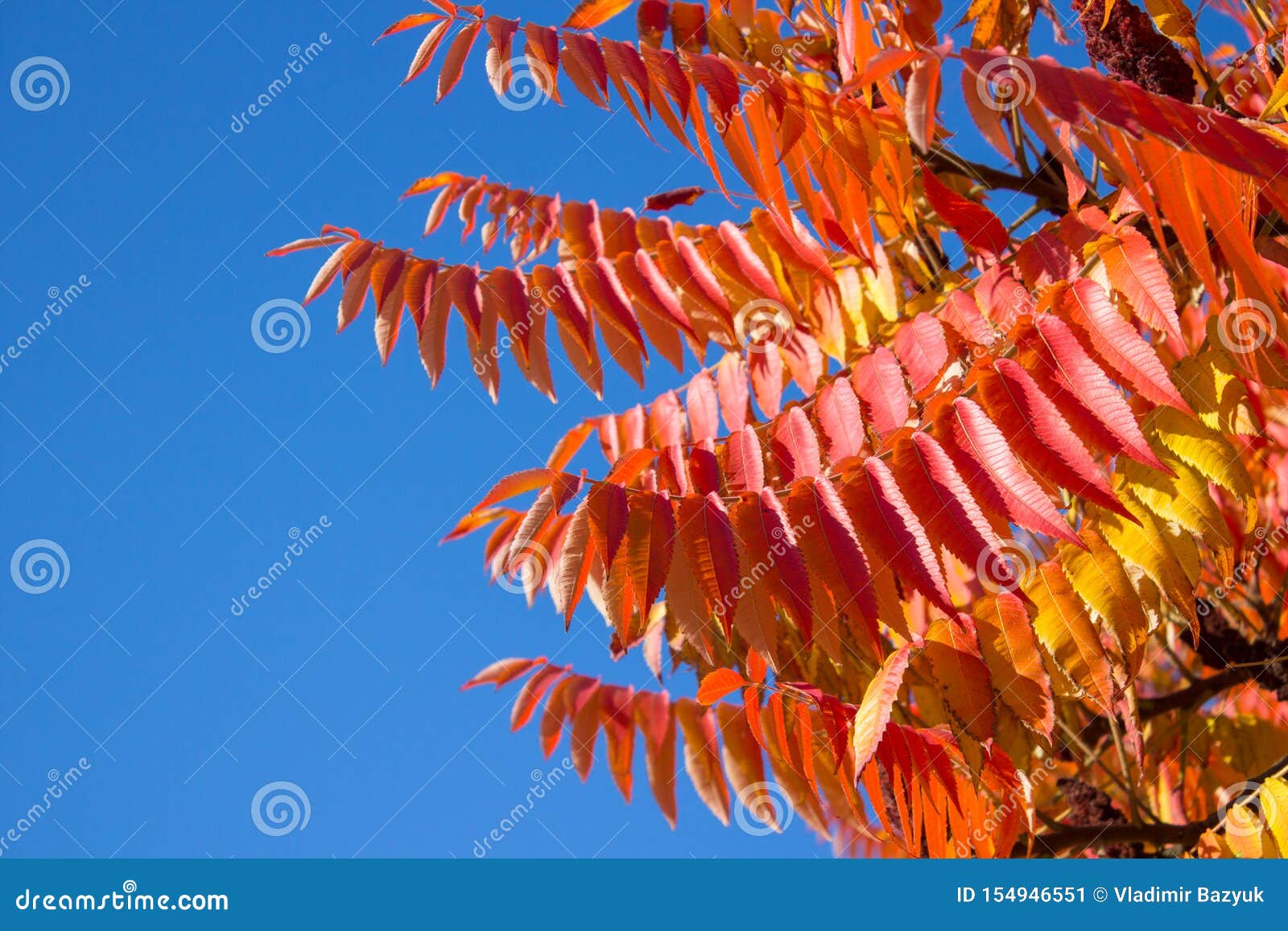Red Acacia,beautiful Red Acacia Leaves in Autumn Stock Image - Image of ...