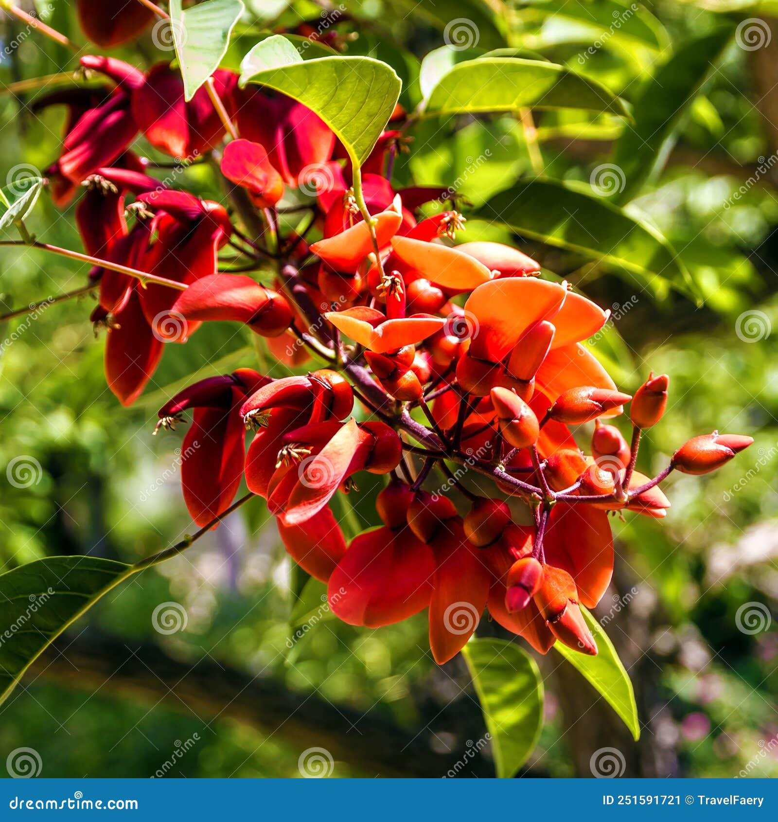 Red Acacia Fresh Flowers in Spring Stock Image - Image of garden ...
