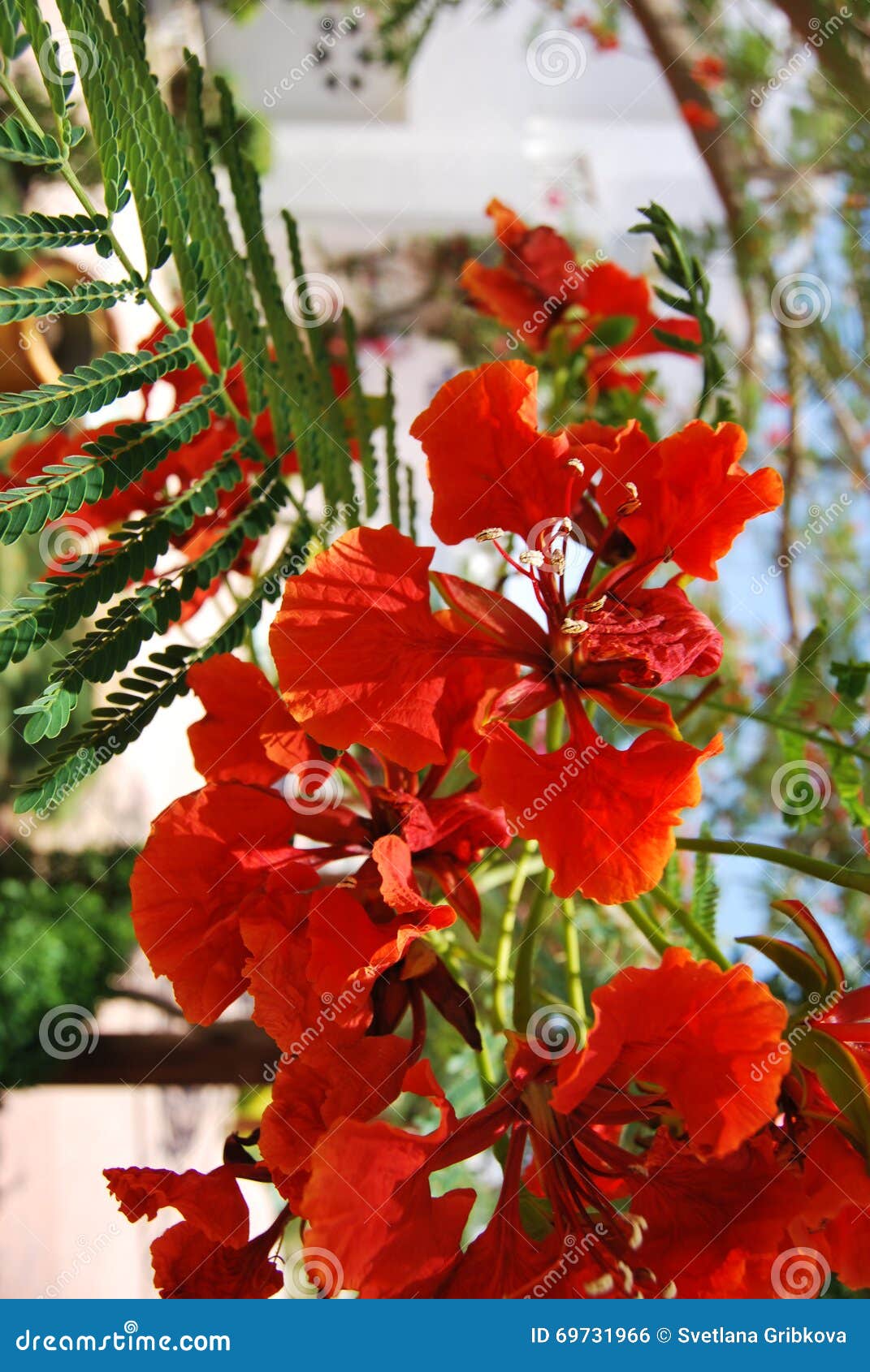 Red Acacia Flowers in Egypt. Stock Photo - Image of wood, seeds: 69731966