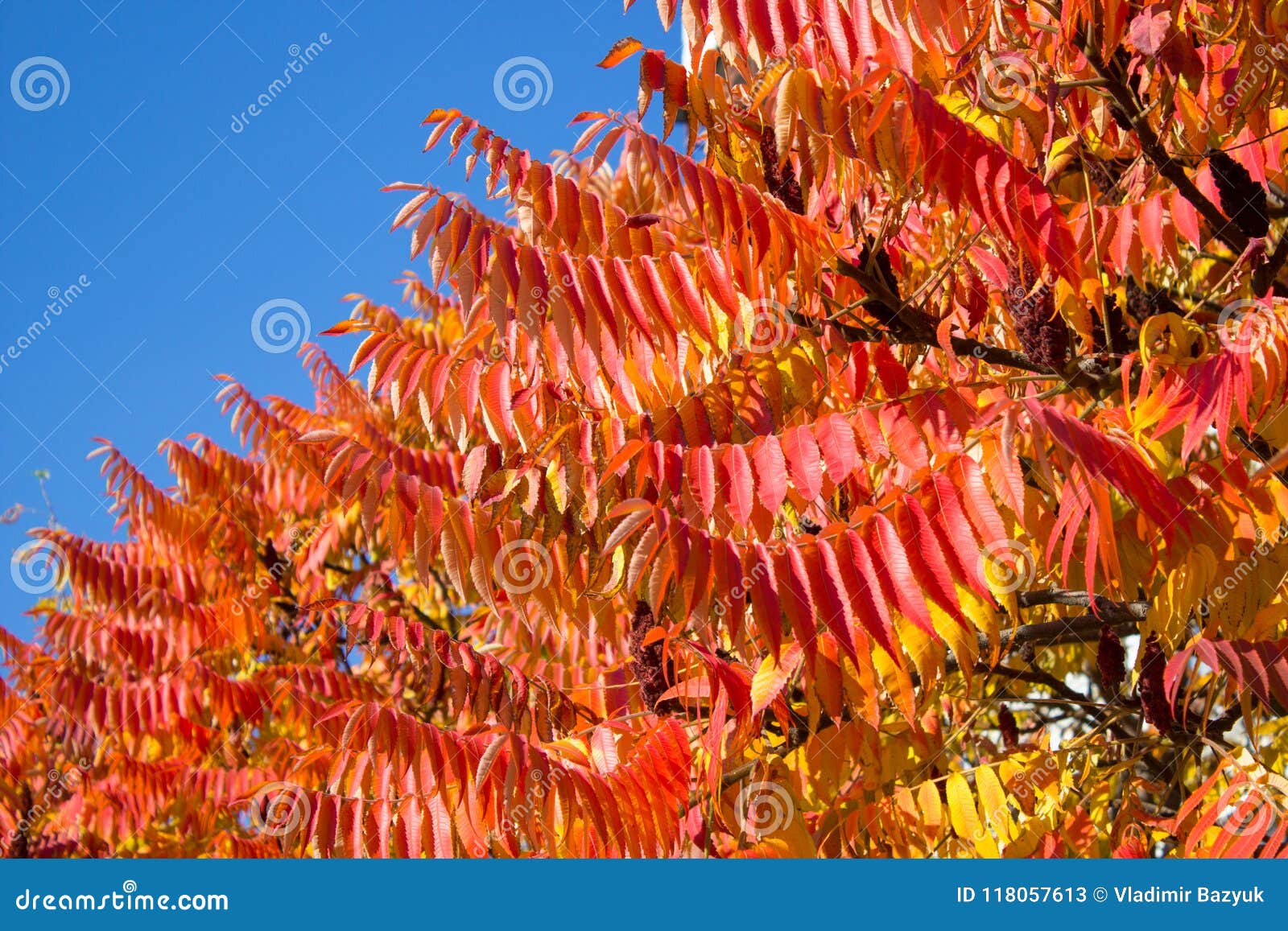 Red acacia leaves stock image. Image of september, closeup - 118057613