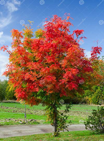 Red acacia tree stock image. Image of autumn, seasonal - 27059339