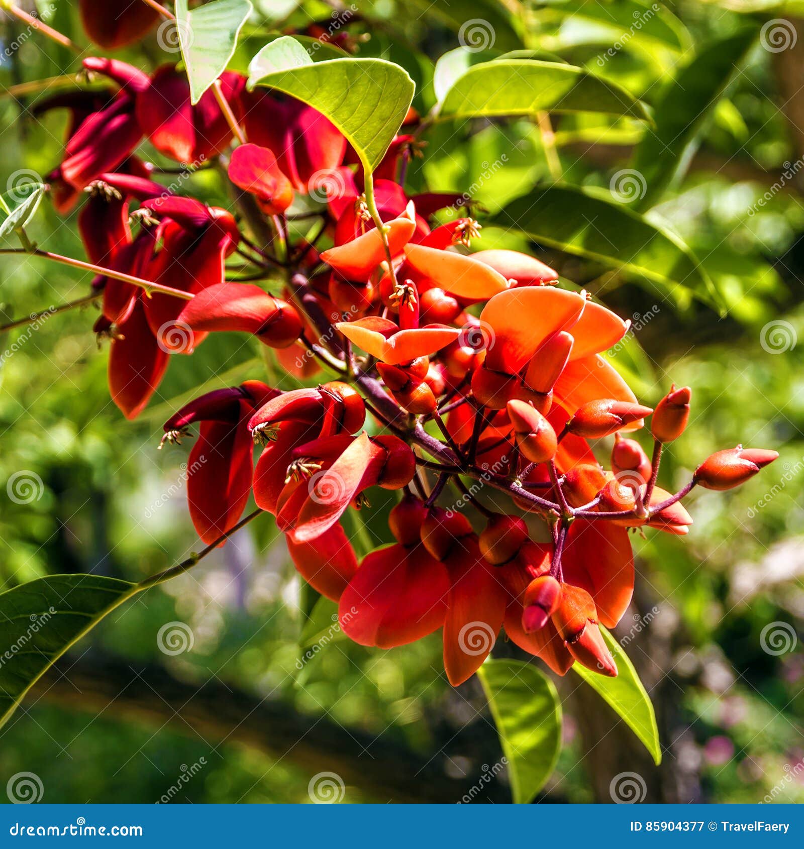 Red Acacia Tree Flowers in Spring Stock Image - Image of garden, branch ...