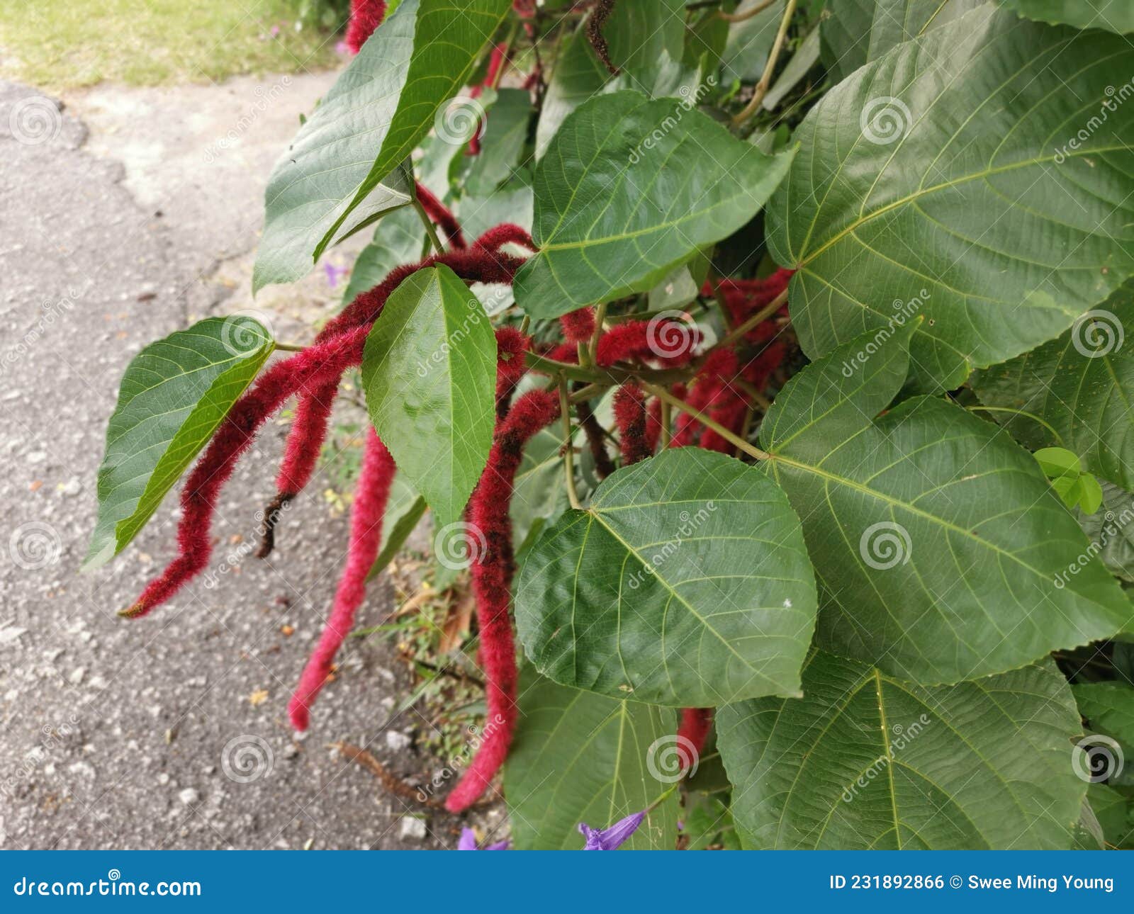 Red Acalypha Hispida Flower Houseplant Stock Photo - Image of bloom ...