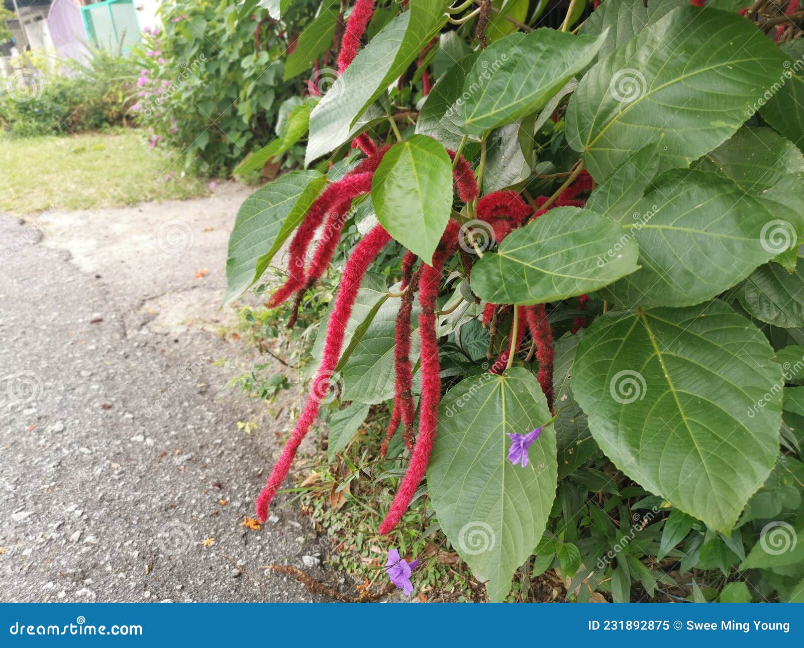 Red Acalypha Hispida Flower Houseplant Stock Image - Image of beautiful ...
