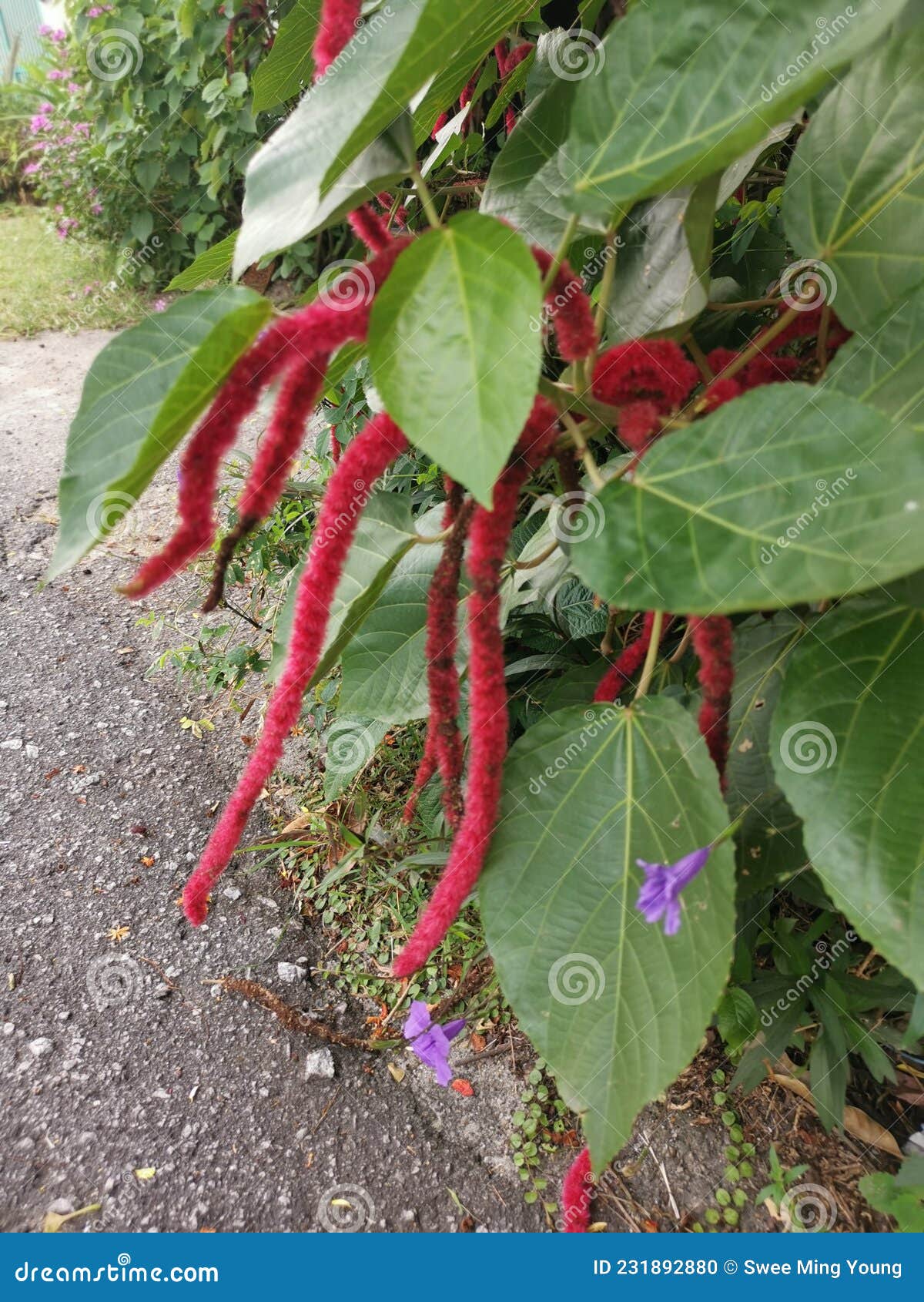 Red Acalypha Hispida Flower Houseplant Stock Photo - Image of bush ...