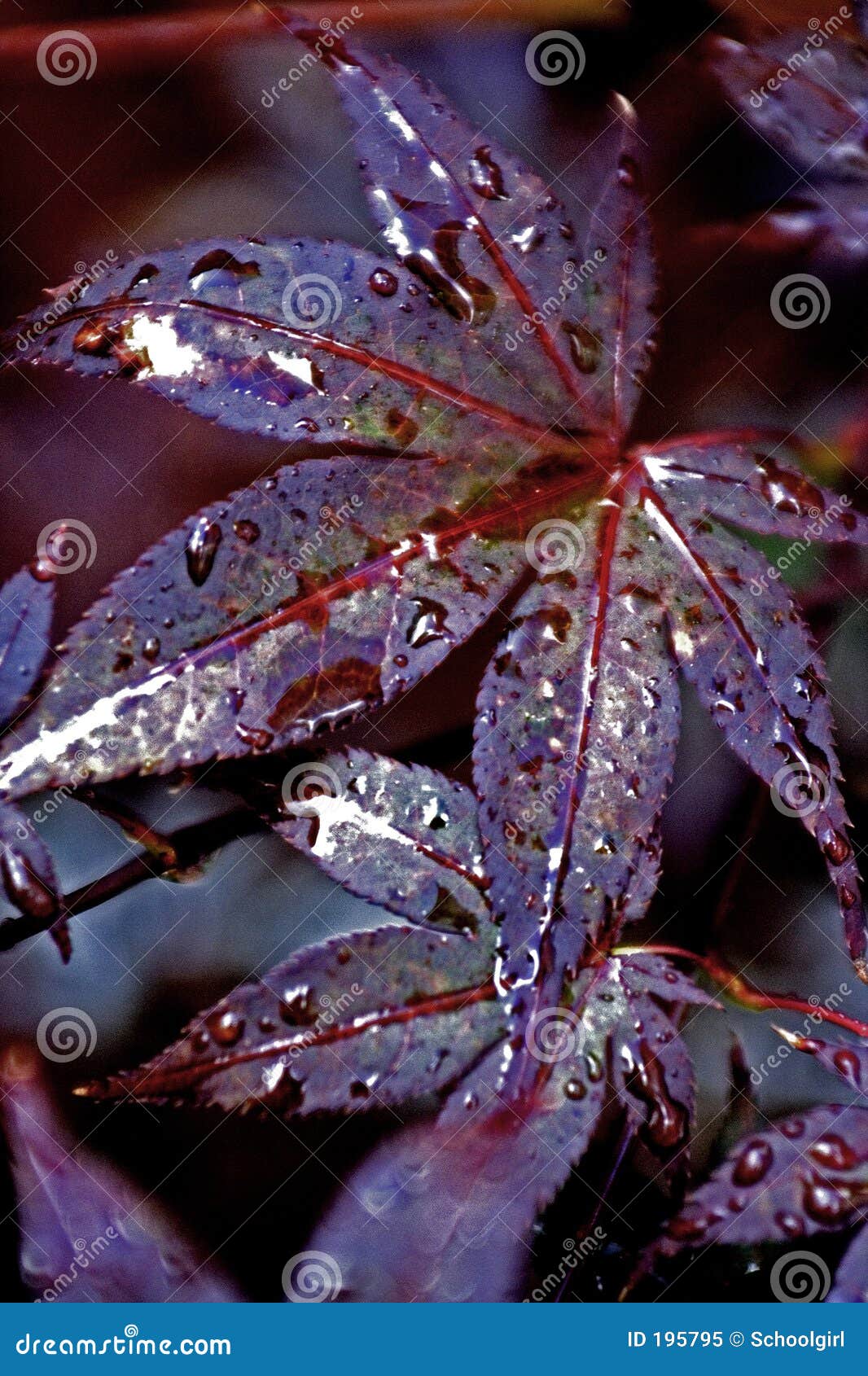 Red Acer stock image. Image of acer, asia, tree, maple - 195795