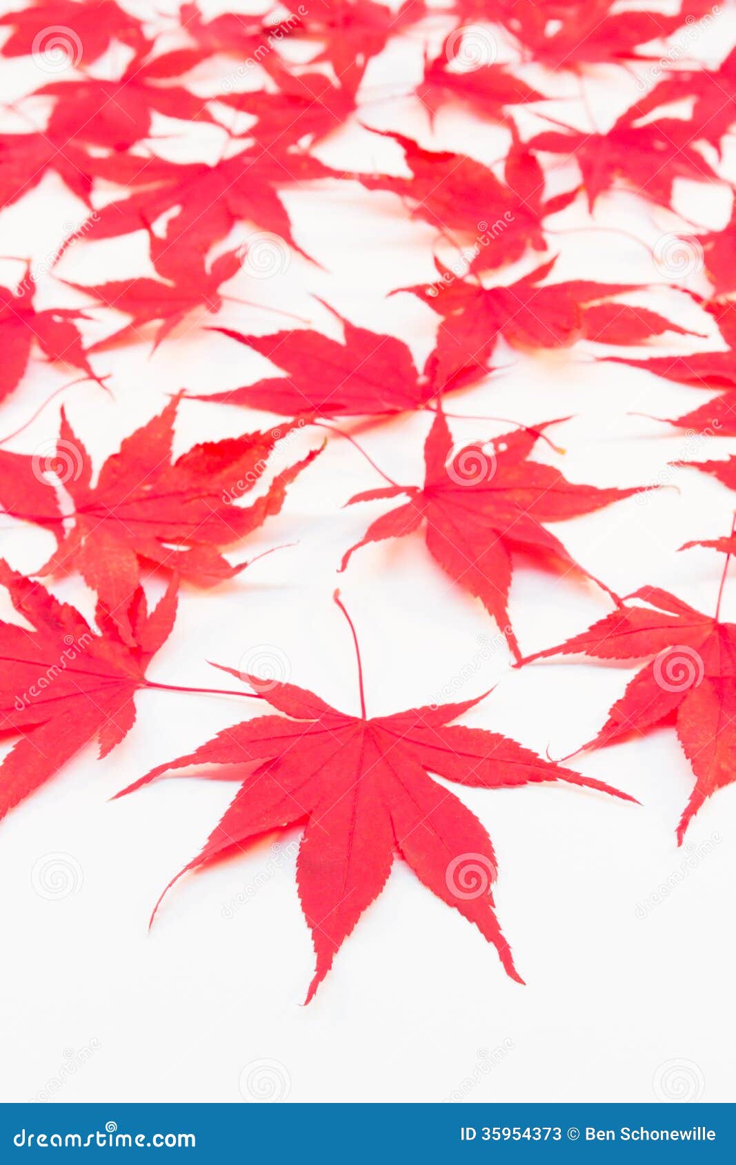 Red Acer Leaves on White Background Stock Image - Image of acer ...