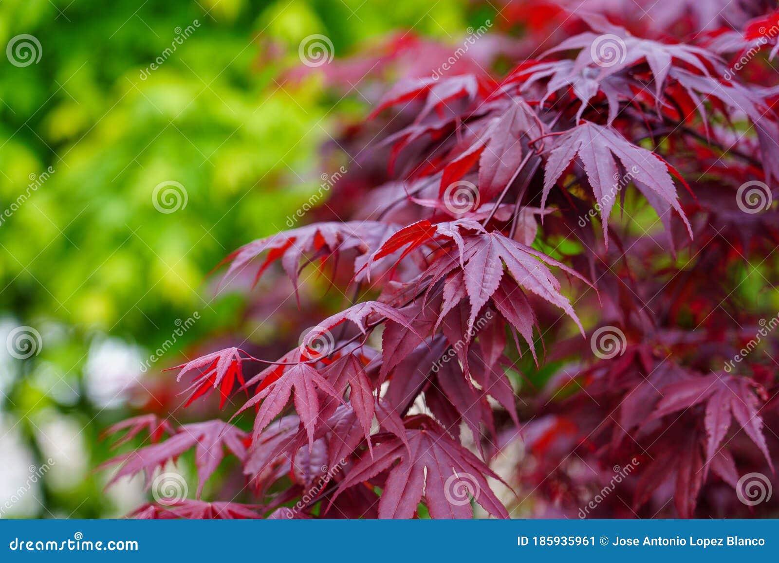 Red Acer Palmatum Tree Under Green Bush Background Stock Image - Image ...