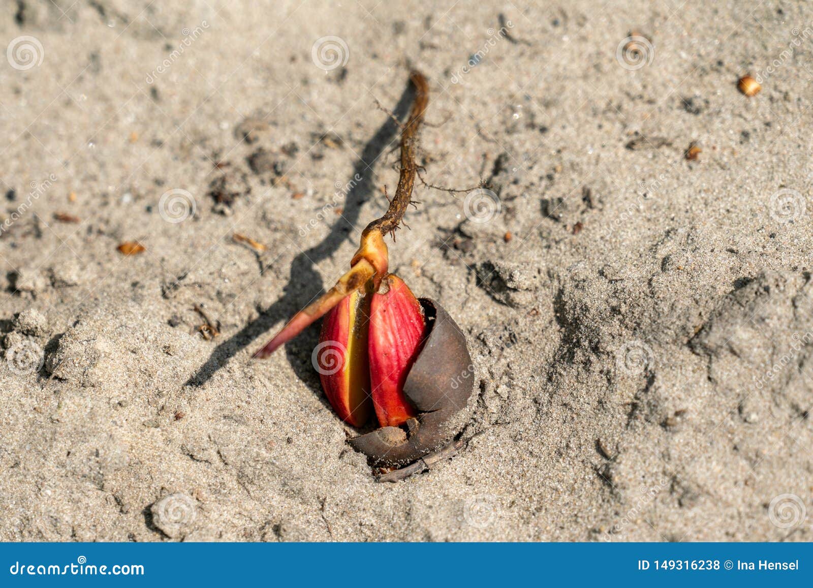 Red Acorn on a Sandy Ground Stock Photo - Image of nature, detail ...