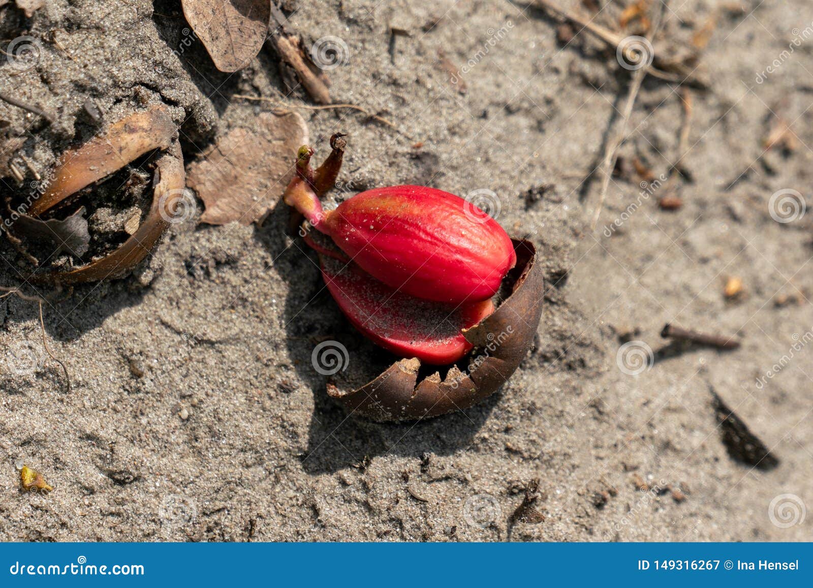Beautiful Red Acorn on a Sandy Ground Stock Image - Image of horizontal ...