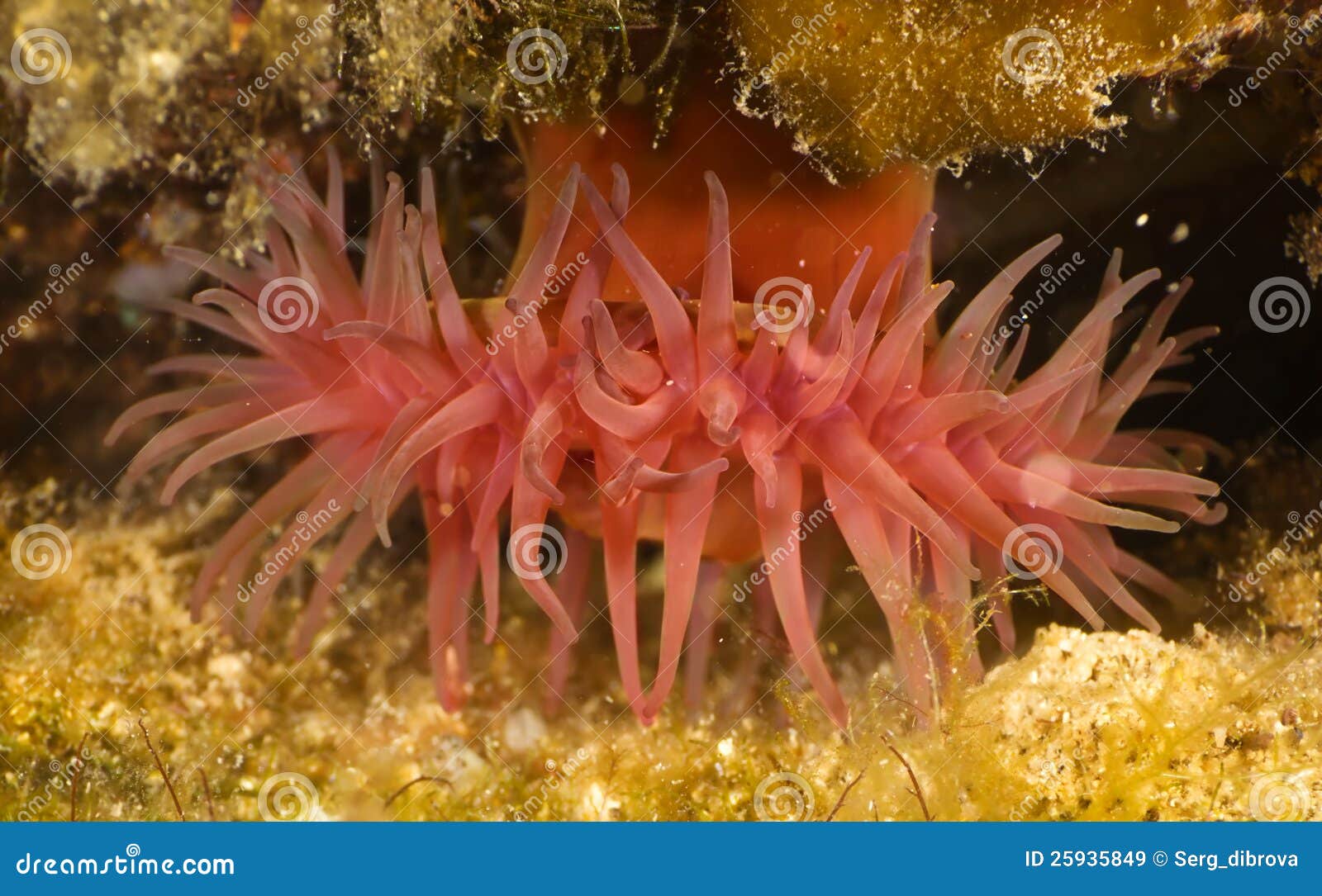 Red actinia stock image. Image of night, nature, saltwate - 25935849