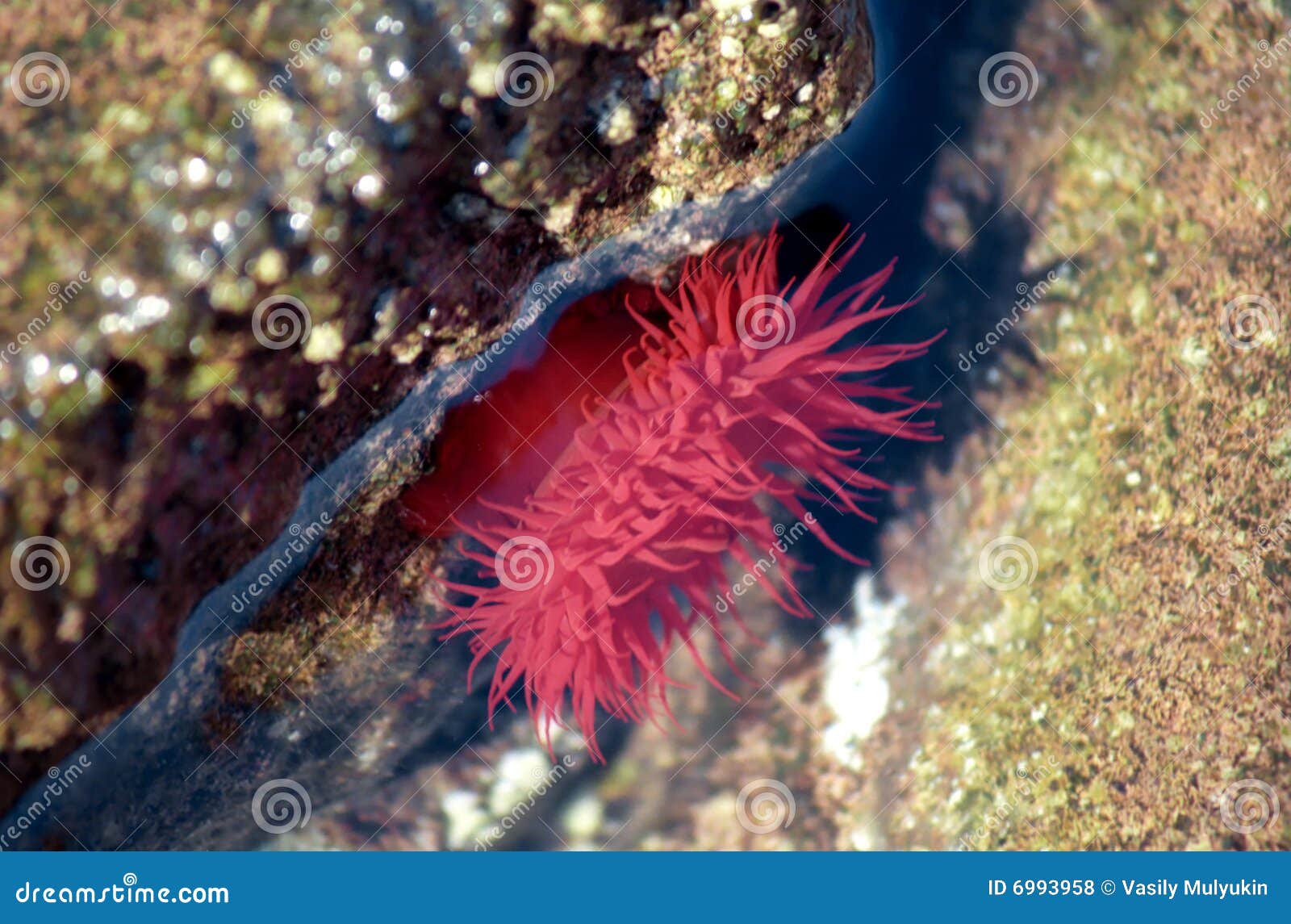 Red actinia stock photo. Image of anemone, underwater - 6993958