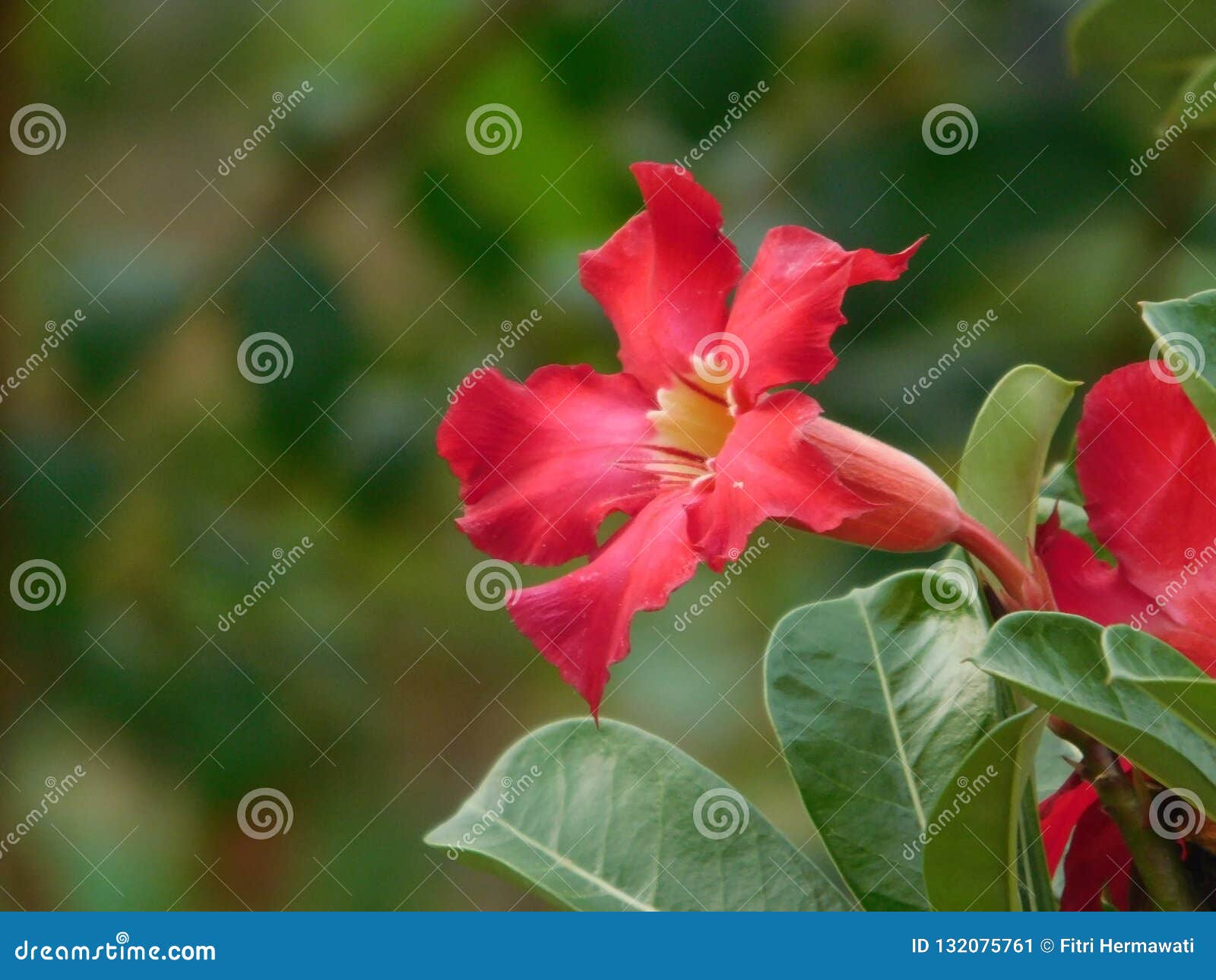 Red Adenium Flower stock image. Image of trees, garden - 132075761