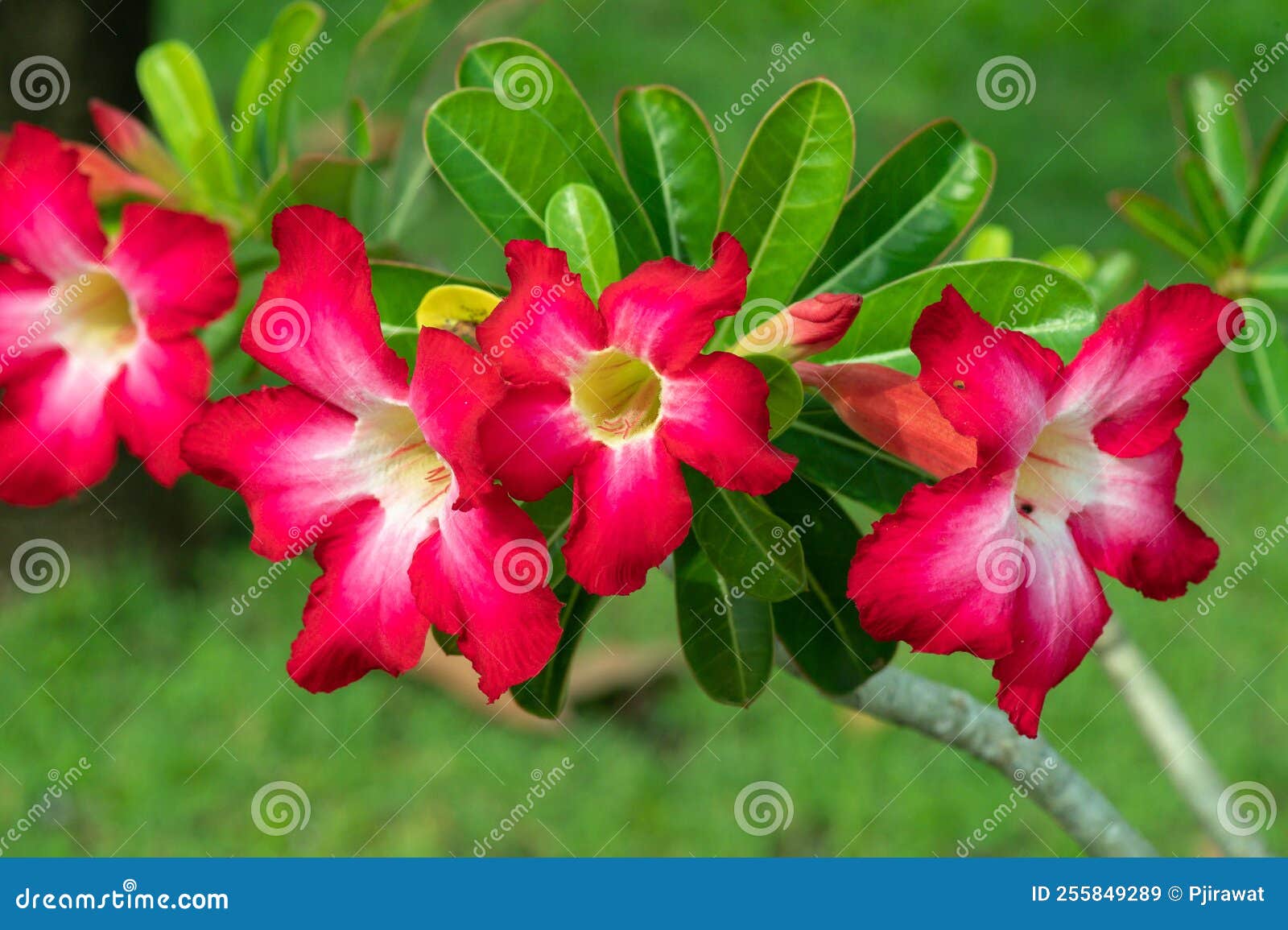 Red Adenium Flower in the Garden Stock Image - Image of flower, desert ...