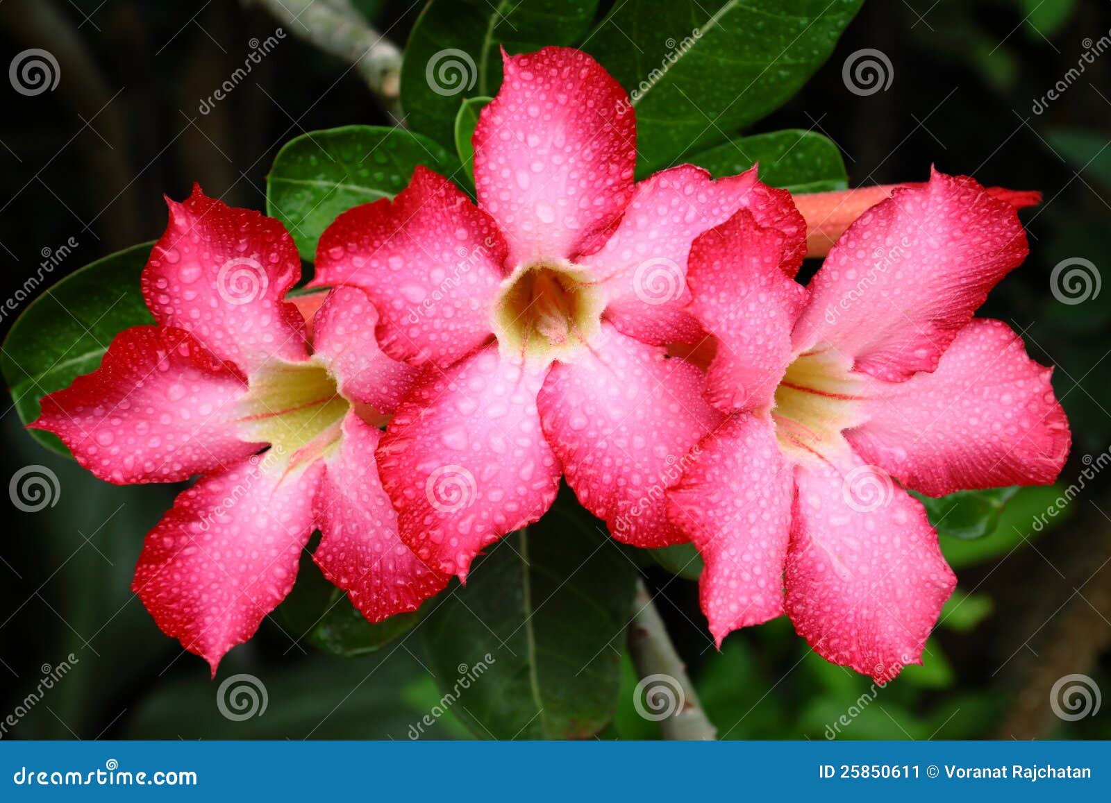 Red adenium flowers stock image. Image of green, nature - 25850611