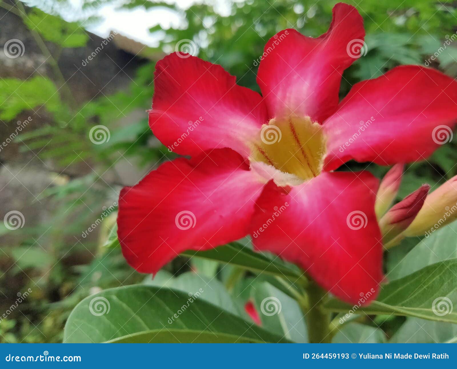 Red Adenium Kamboja stock image. Image of green, life - 264459193