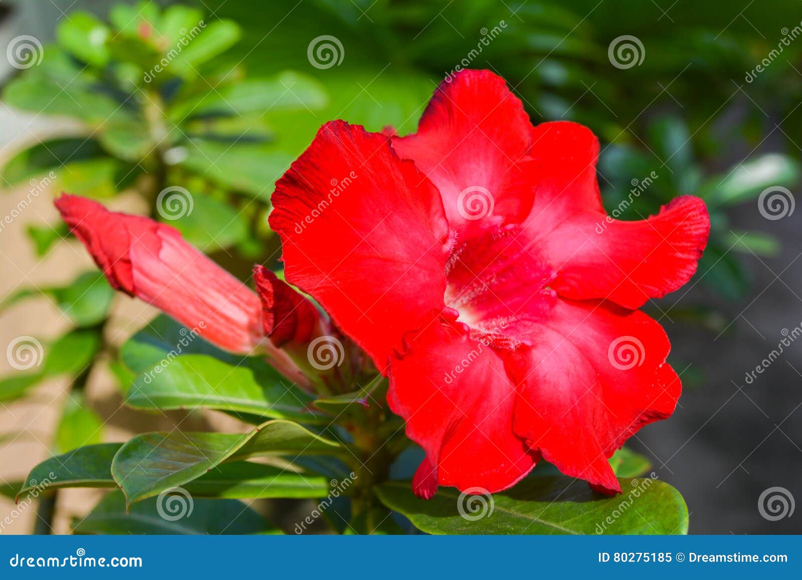 Red Adenium obesum stock image. Image of asian, bright - 80275185