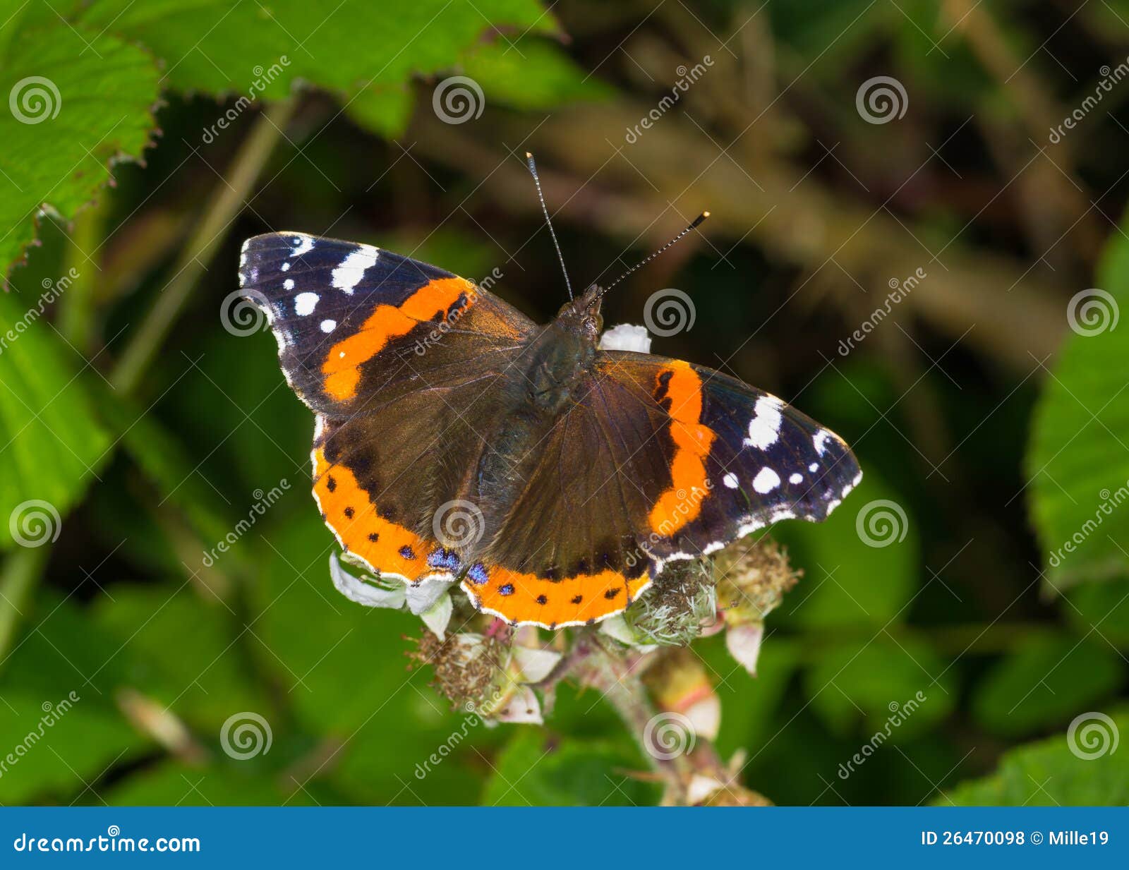 Red Admiral Butterfly (Atlanta Vanessa) Stock Photo - Image of cumbria ...