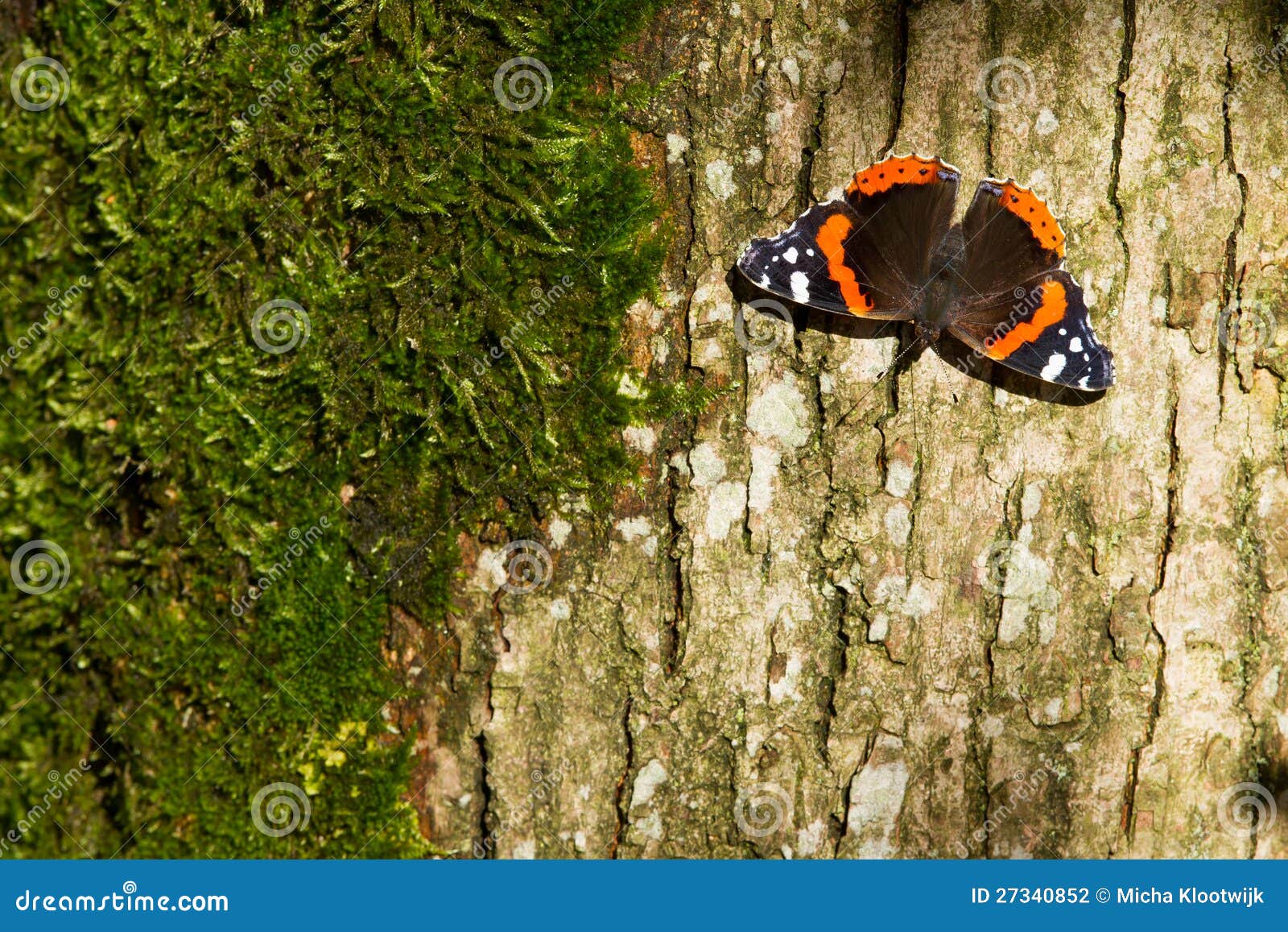 Red Admiral Butterfly - Vanessa Atalanta Stock Photo - Image of moss ...