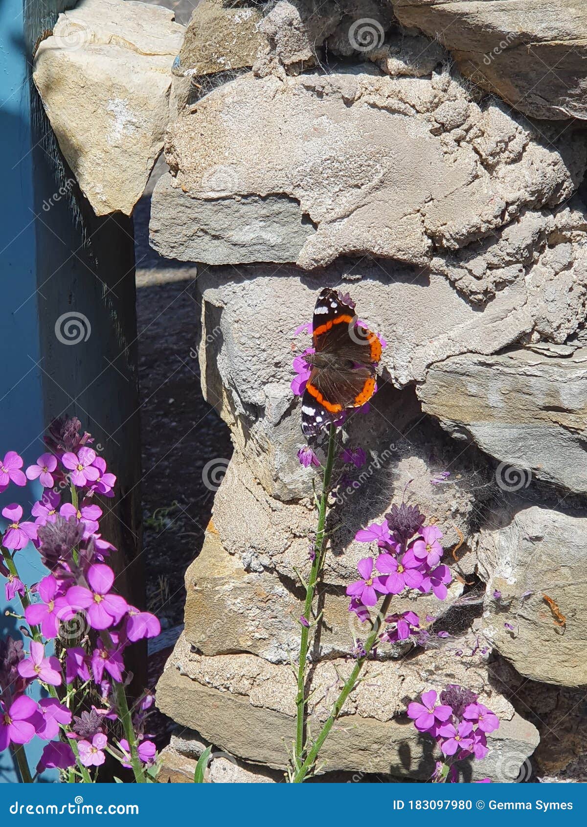 Red Admiral Stone Wall stock photo. Image of garden - 183097980