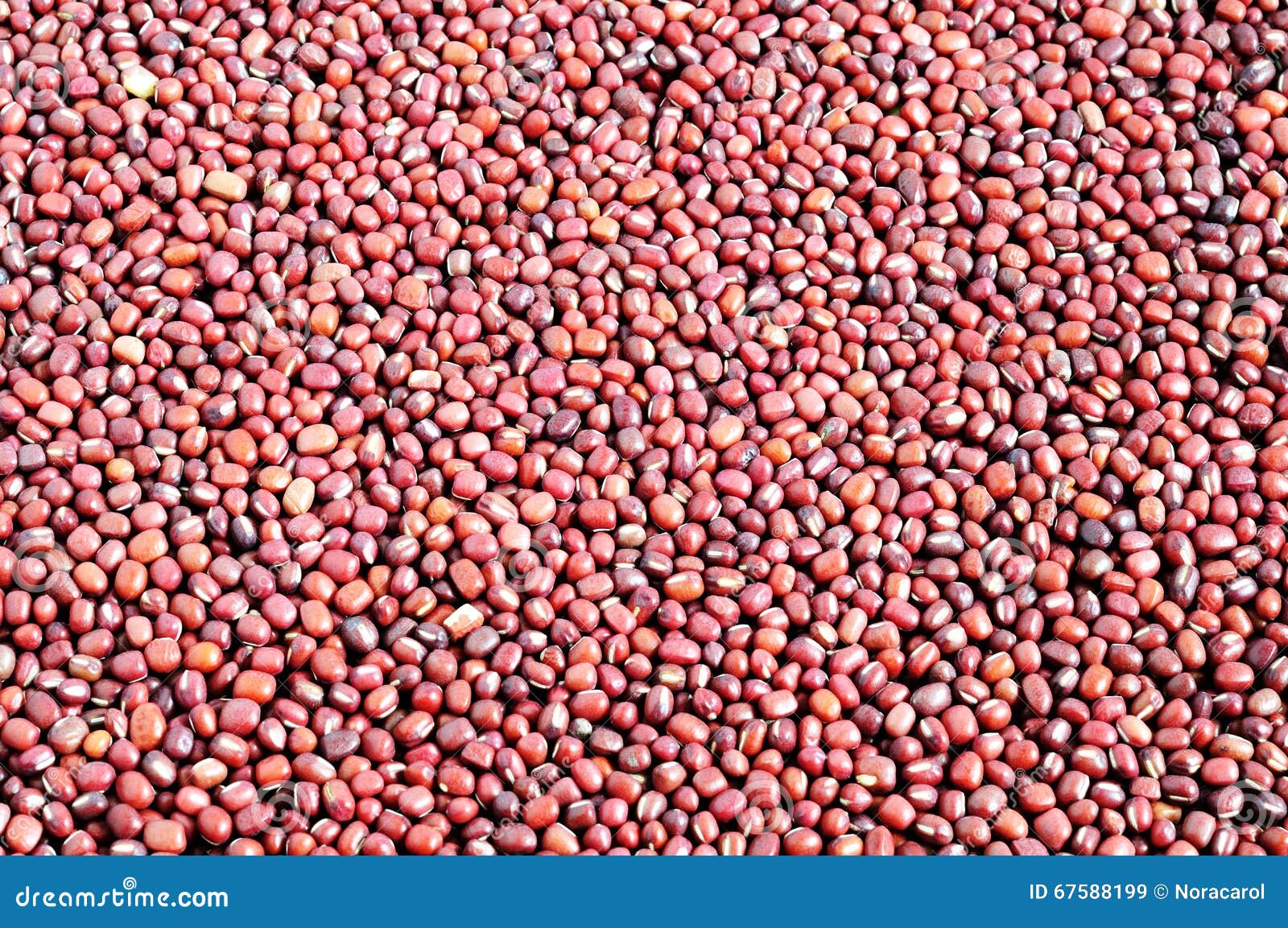 Red adzuki beans stock image. Image of grains, japanese - 67588199