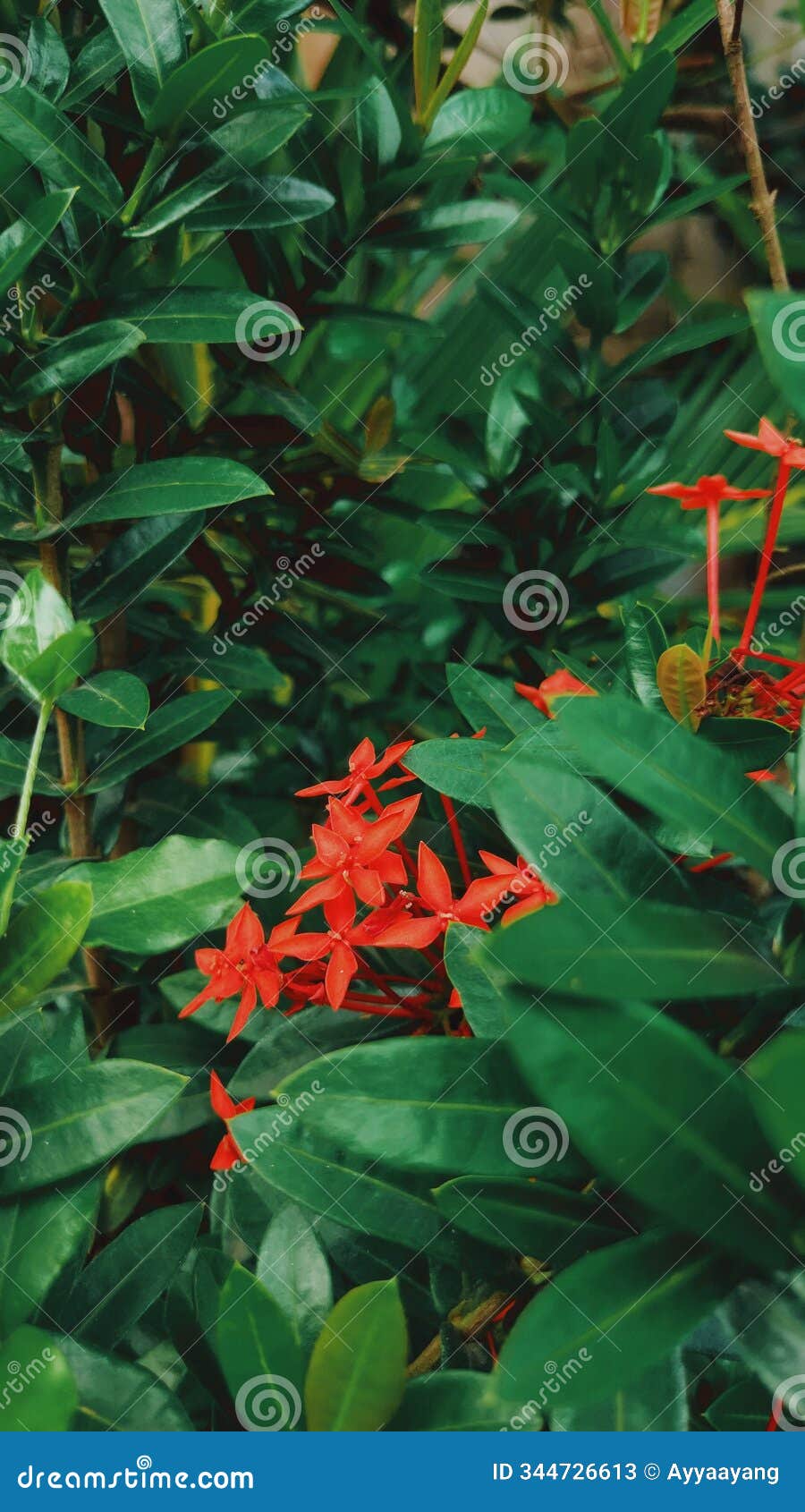 Red aesthetic flower stock image. Image of aesthetic - 344726613