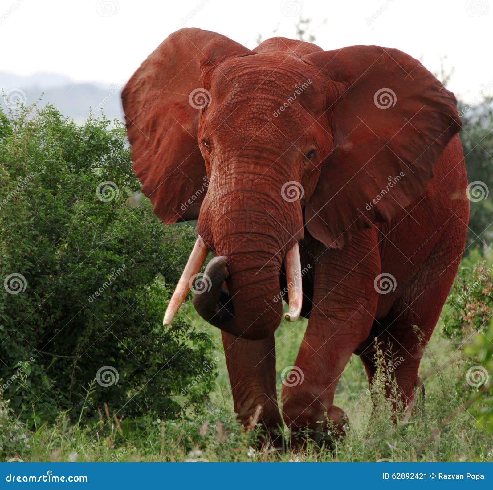 Red african elephant stock image. Image of elephants - 62892421