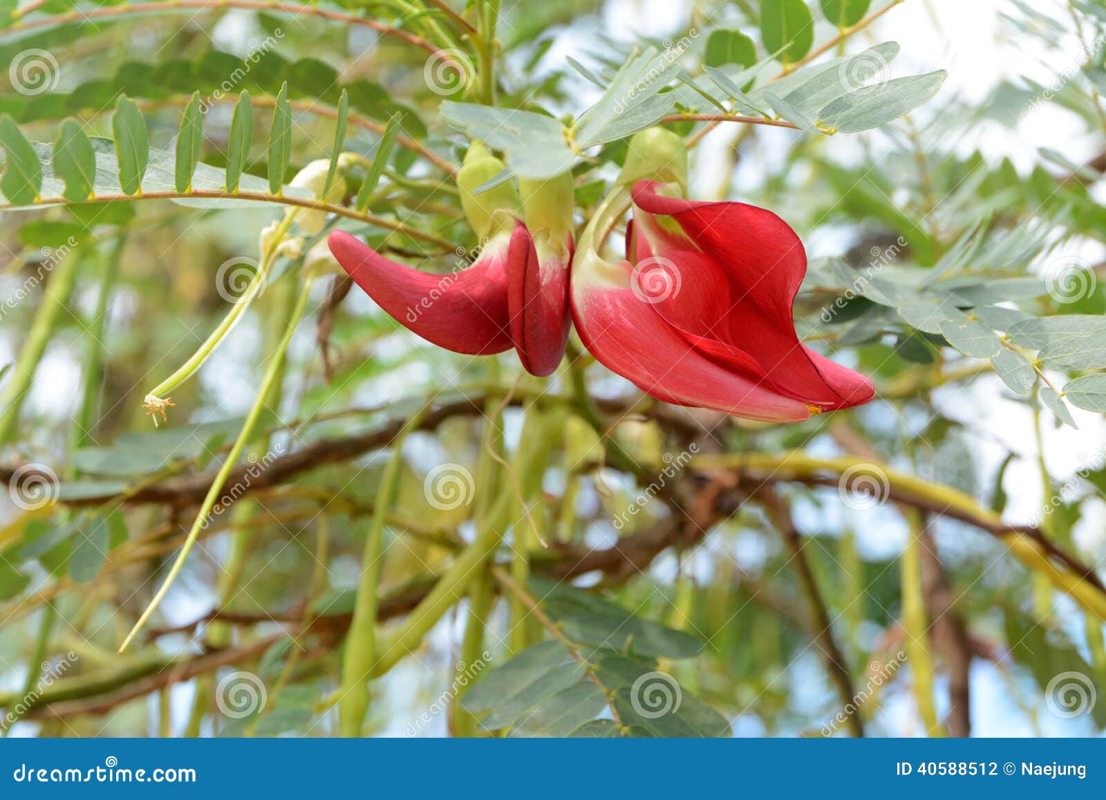 Red Agasta stock photo. Image of agasta, branch, botany - 40588512