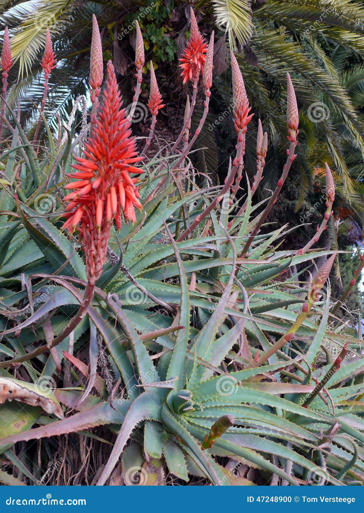 Red Agave Flowers In Morocco Stock Photo - Image of blooming, closeup ...