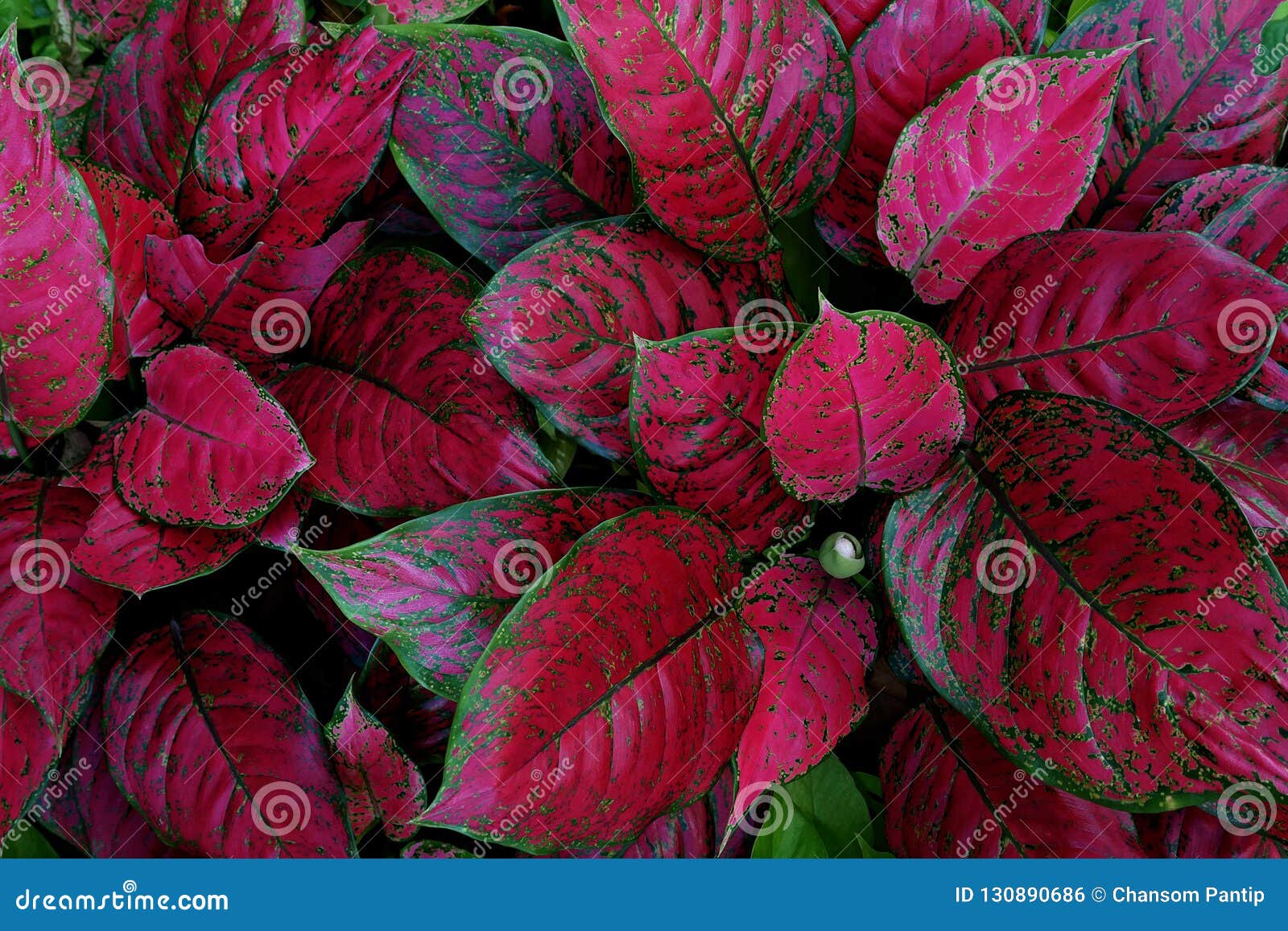 Red Aglaonema the Colorful Foliage Houseplant Variegated Leaves Stock ... Red Aglaonema the Colorful Foliage Houseplant Variegated Leaves Stock ...