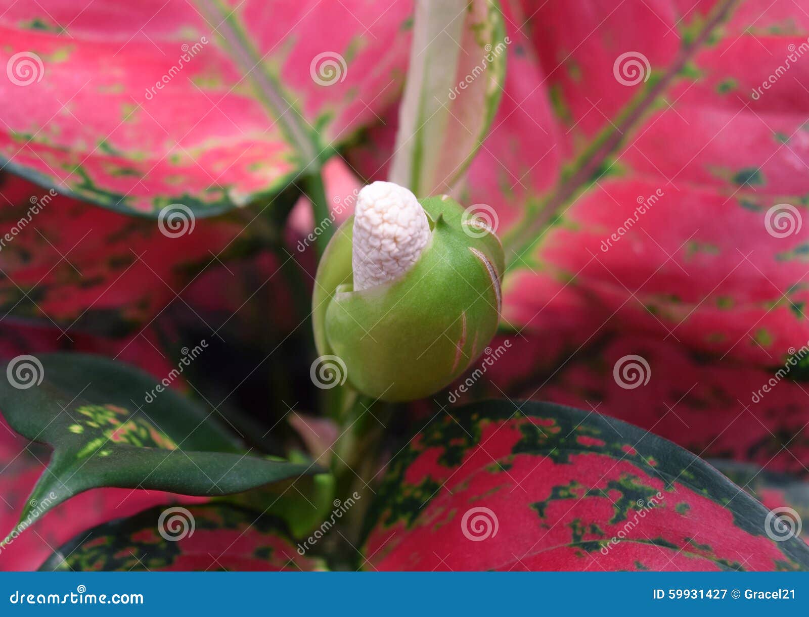 Red Aglaonema Plant Flower-close Up Stock Image - Image of decor ...