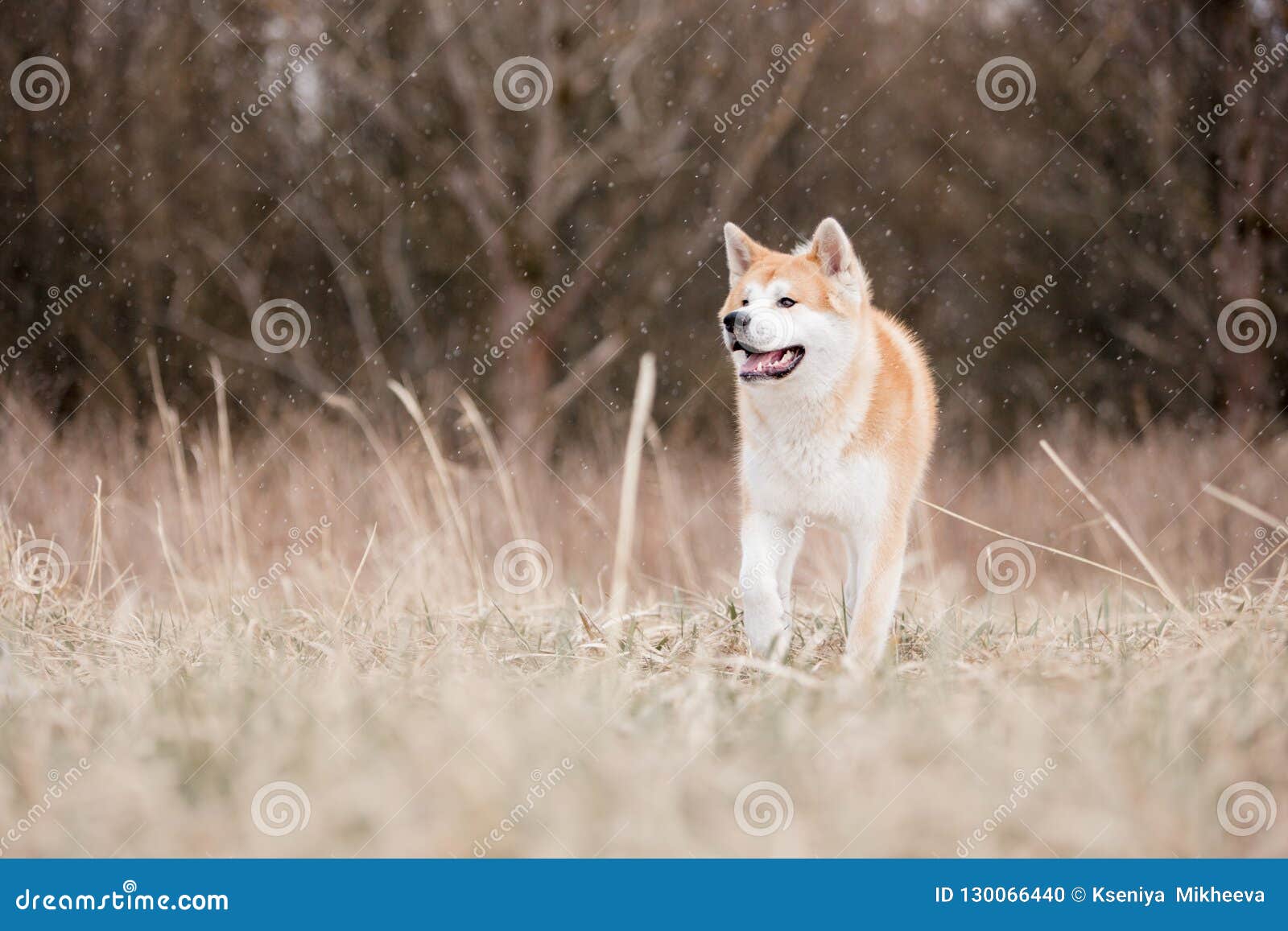 Red Akita Inu Running at Snowing Day Stock Photo - Image of color ...