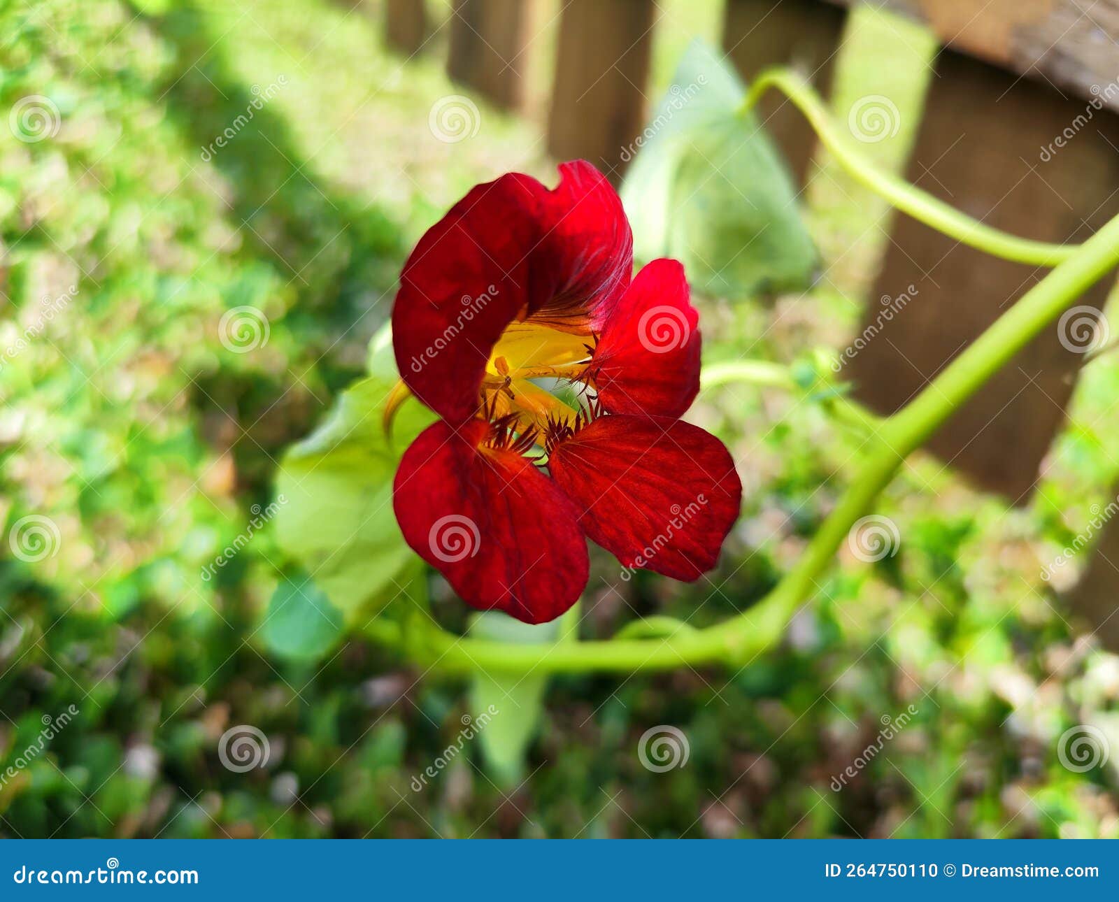 Red alamanda small flower stock photo. Image of shrub - 264750110
