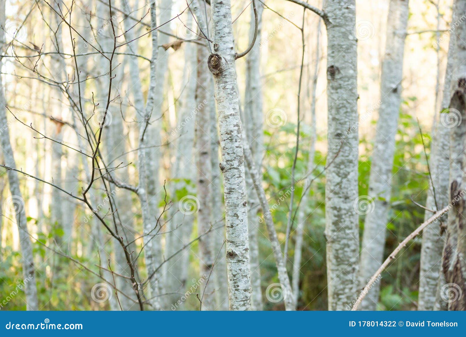 Red Alder trees stock photo. Image of northwest, glamping - 178014322