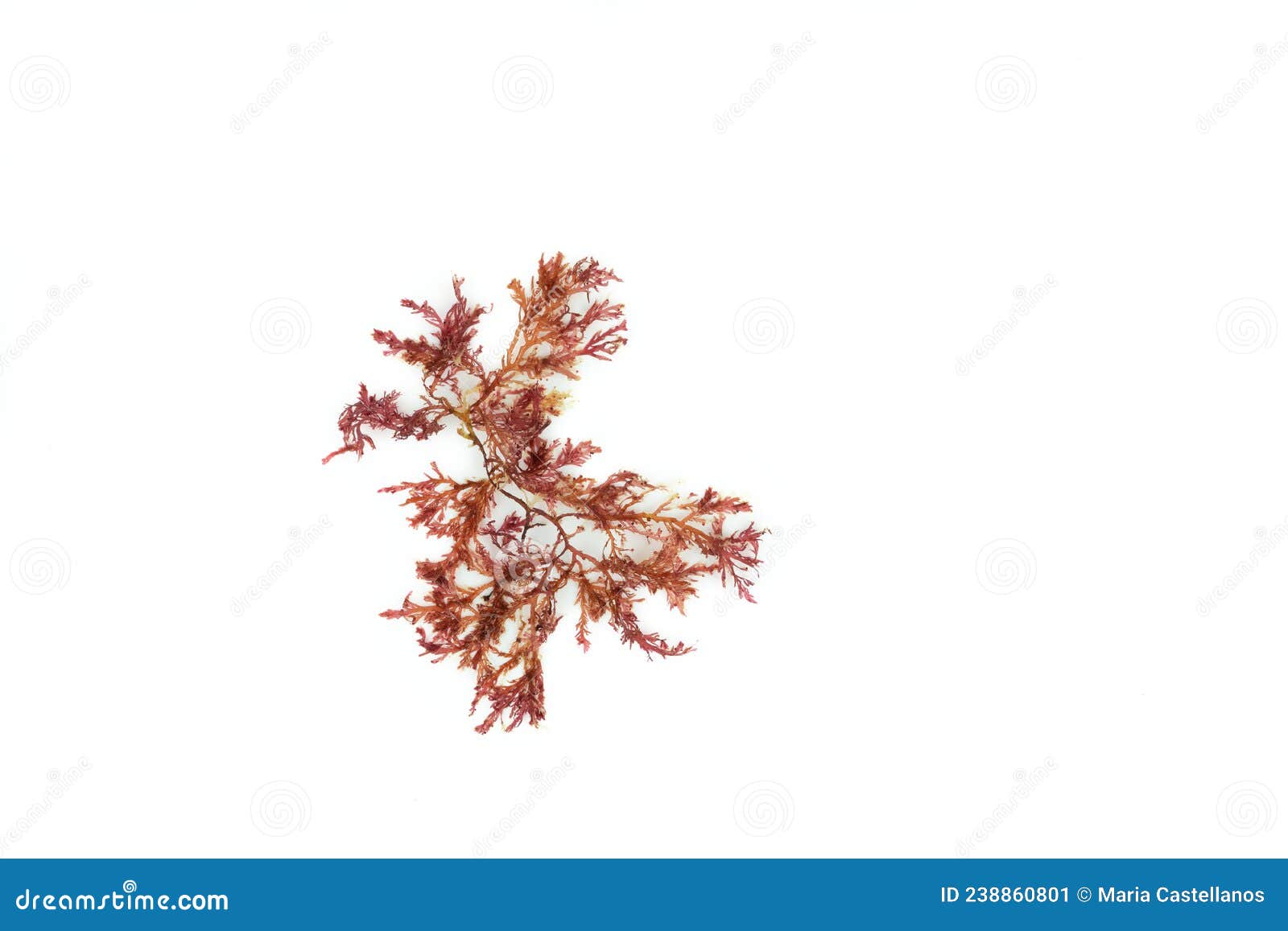 Gelidium Sesquipedale Red Algae Or Rhodophyta Isolated On White ...