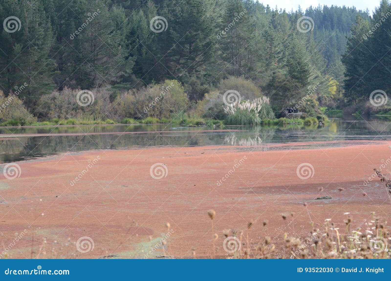 Red Algae Bloom stock photo. Image of shine, trees, green - 93522030