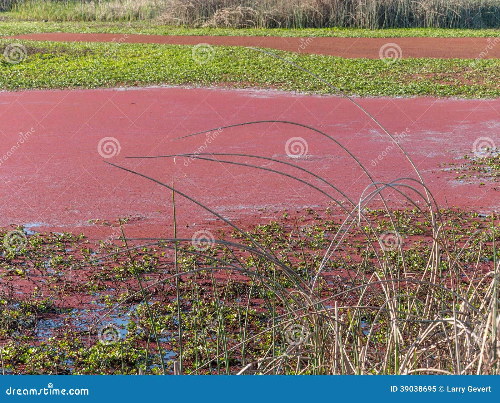 Red Algae stock image. Image of abstract, color, moss - 39038695