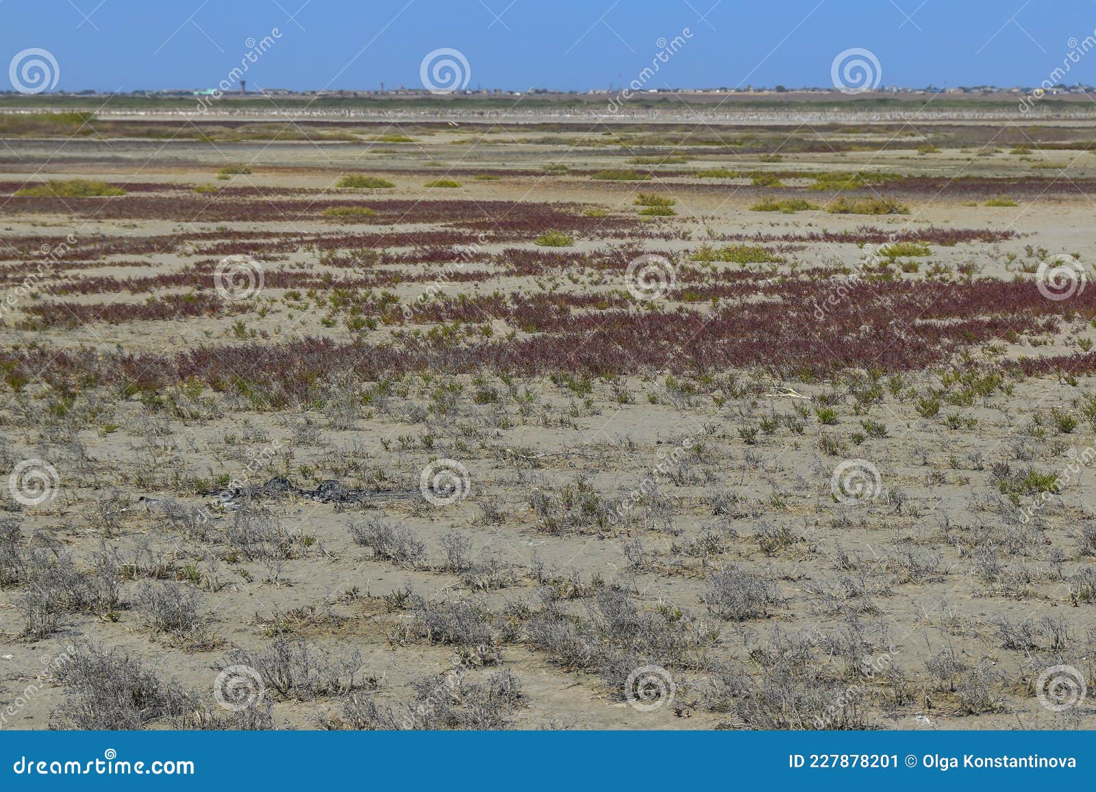 Red Algae Grow in Salt Desert Landscape Stock Image - Image of salt ...