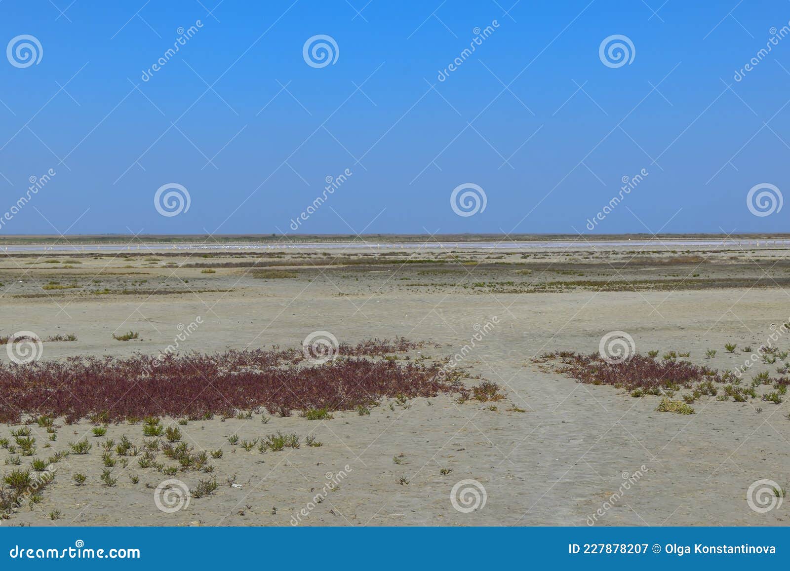 Red Algae Grow in Salt Desert Landscape Stock Image - Image of pink ...