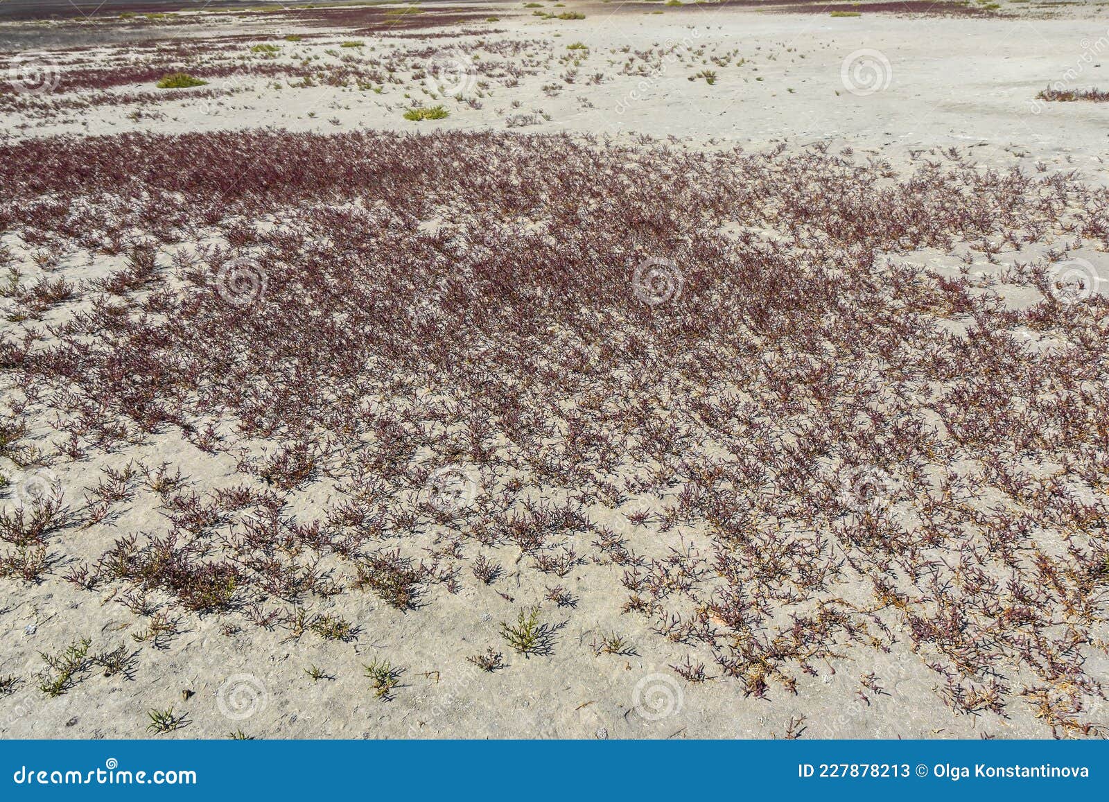Red Algae Grow in Salt Desert Landscape Stock Image - Image of view ...