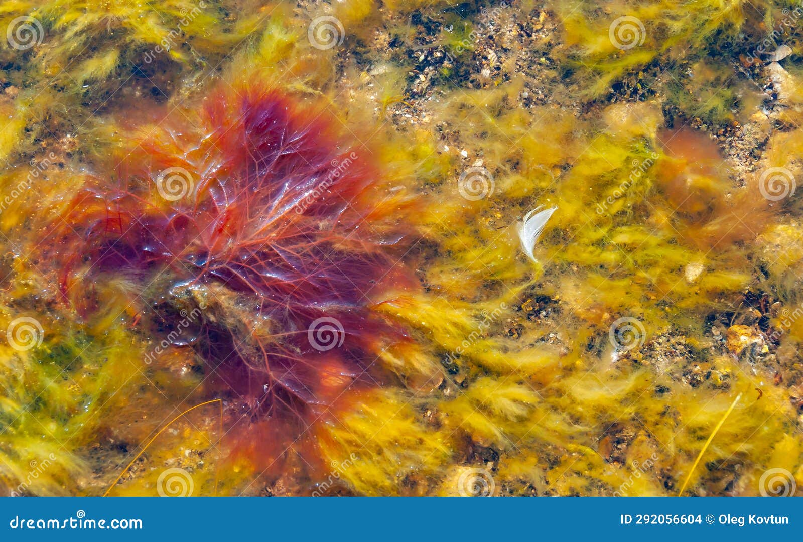 Red Algae Polysiphonia on a Stone Near the Shore of the Tiligul Estuary ...