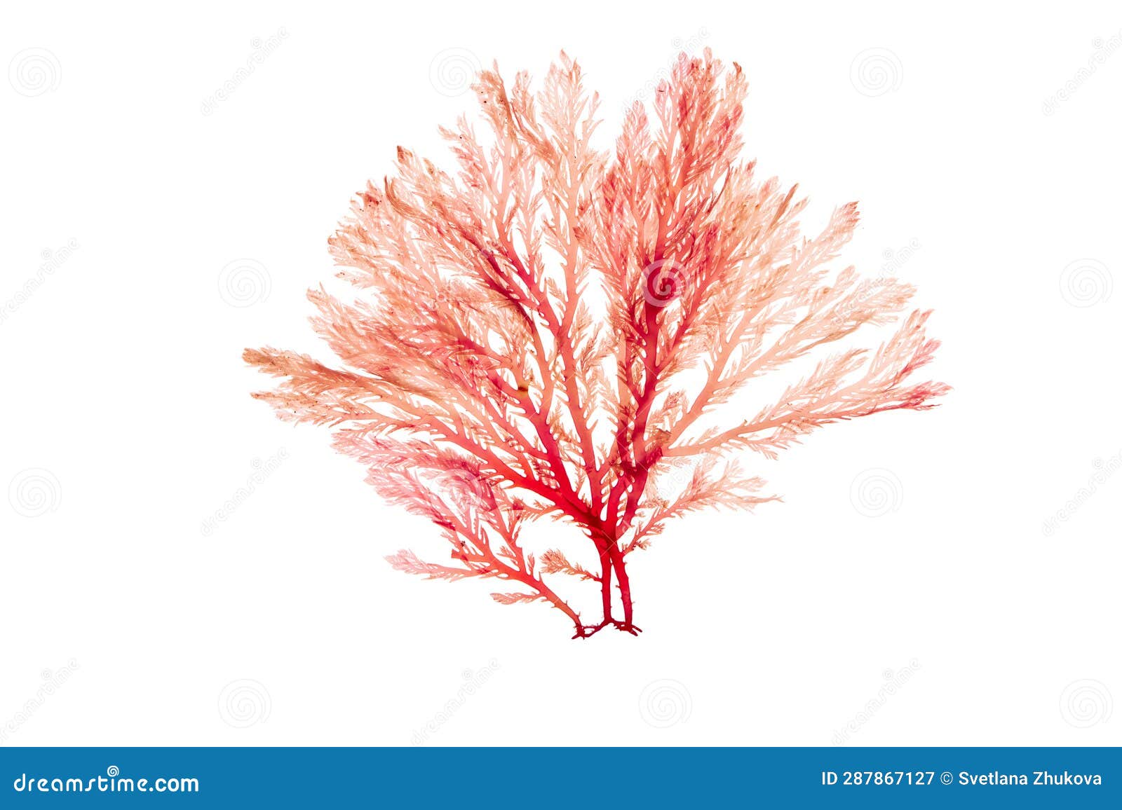 Red Algae or Rhodophyta Seaweed Isolated on White Stock Image - Image ...