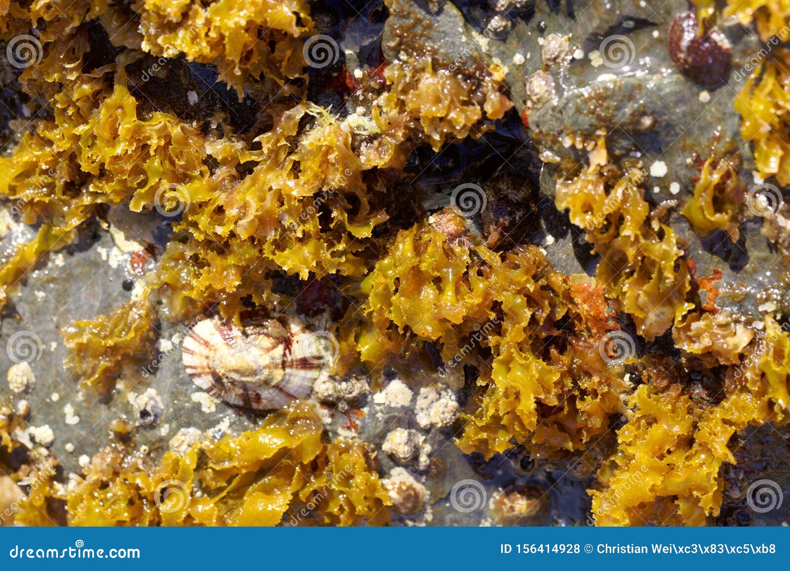 The Red Algae Rissoella Verruculosa on a Rock Stock Photo - Image of ...