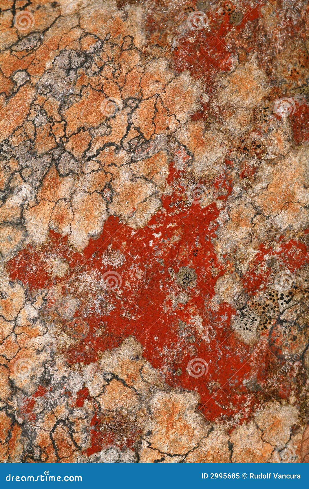 Red Algae Rock Pattern stock image. Image of closeup, growth - 2995685