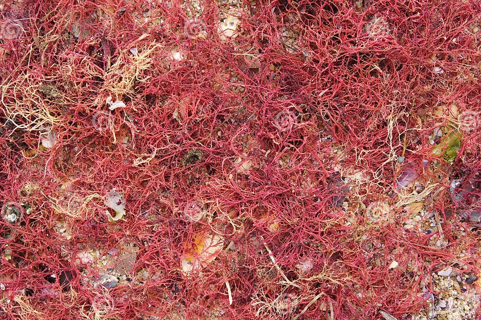 Red algae on sand closeup stock image. Image of nature - 49251833