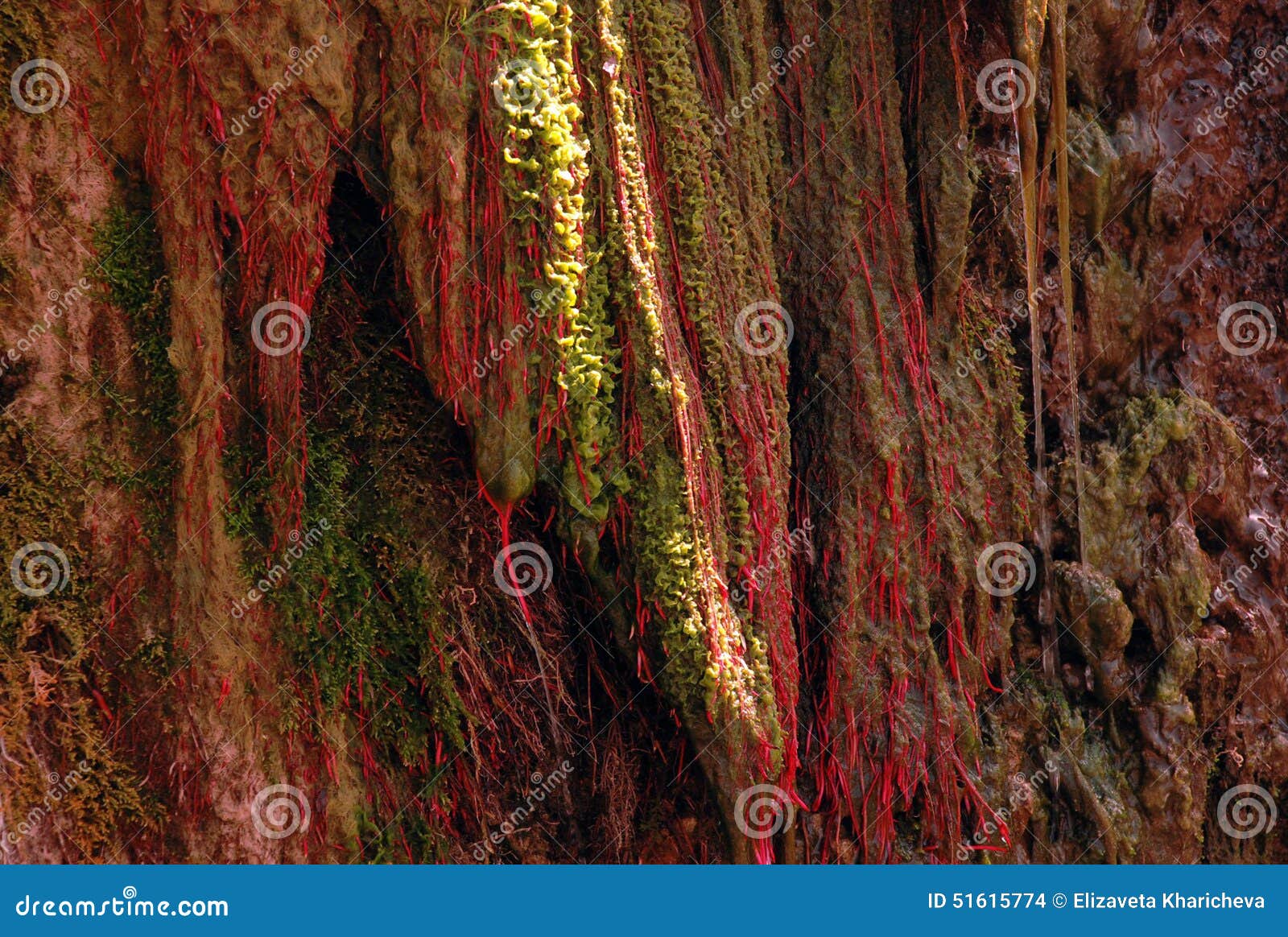 Red algae in the Tien Shan stock photo. Image of august - 51615774