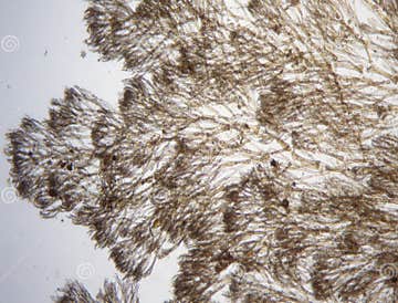 Red Algae Under the Microscope Stock Image - Image of macro, seawater ...