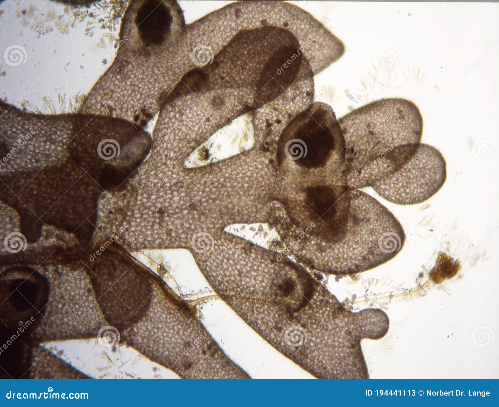 Red Algae Under Microscope