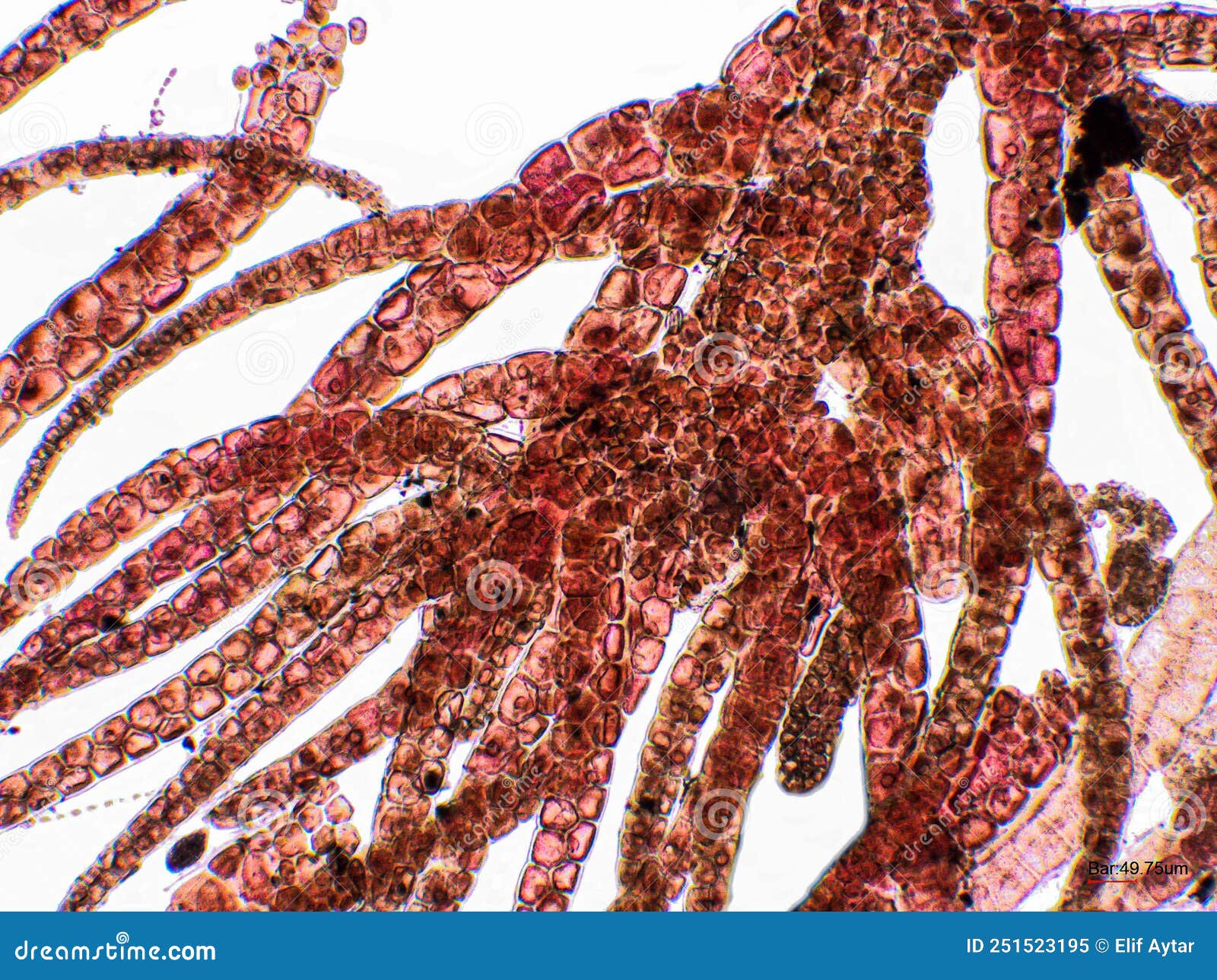 Red Algae Under Microscopic View Stock Image - Image of kelp, closeup ...